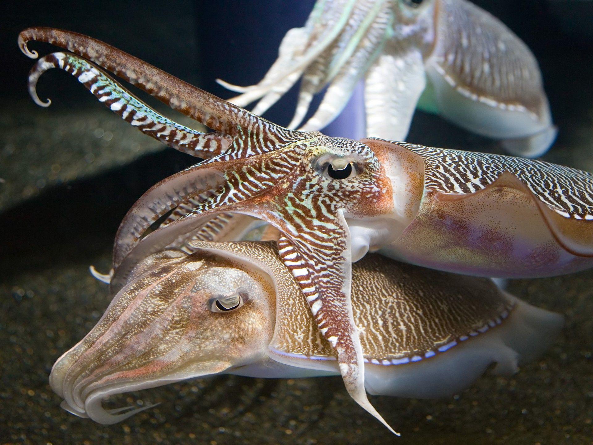 Cuttlefish Wallpapers - Top Free Cuttlefish Backgrounds - WallpaperAccess