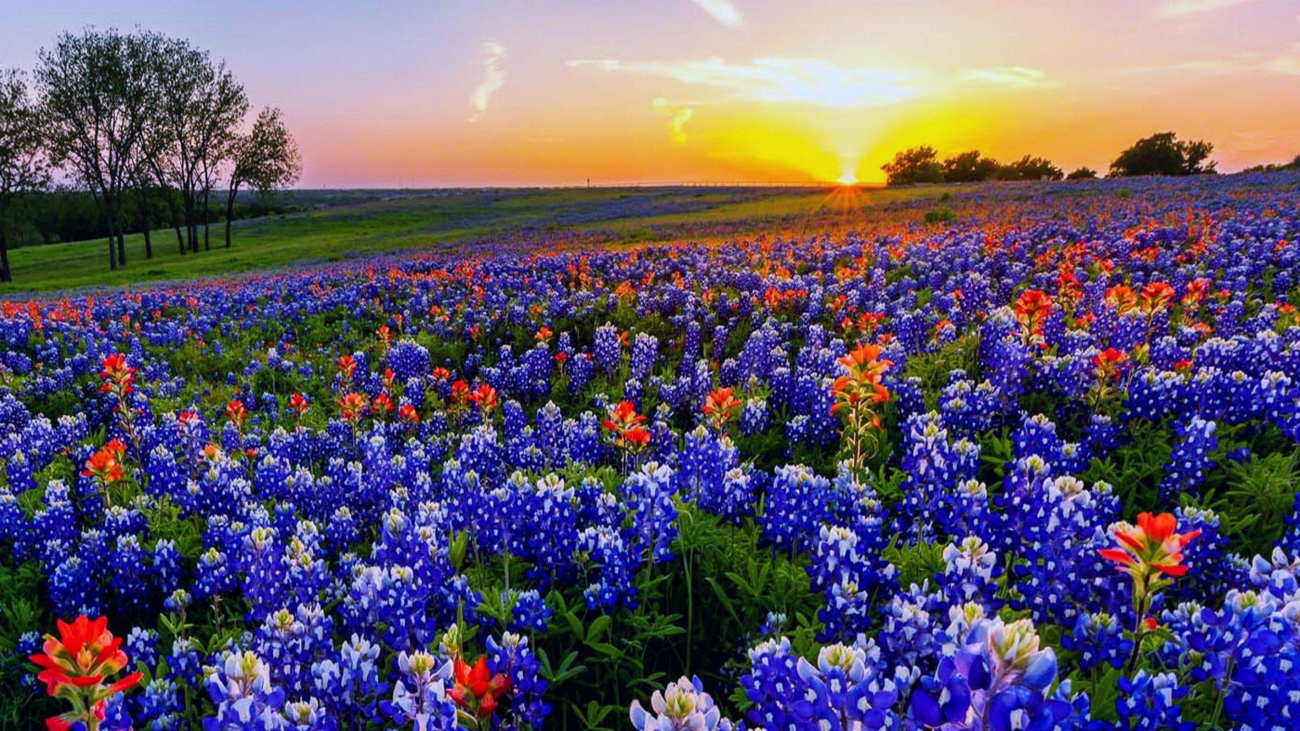 Texas Wallpapers - Top Free Texas Backgrounds - WallpaperAccess