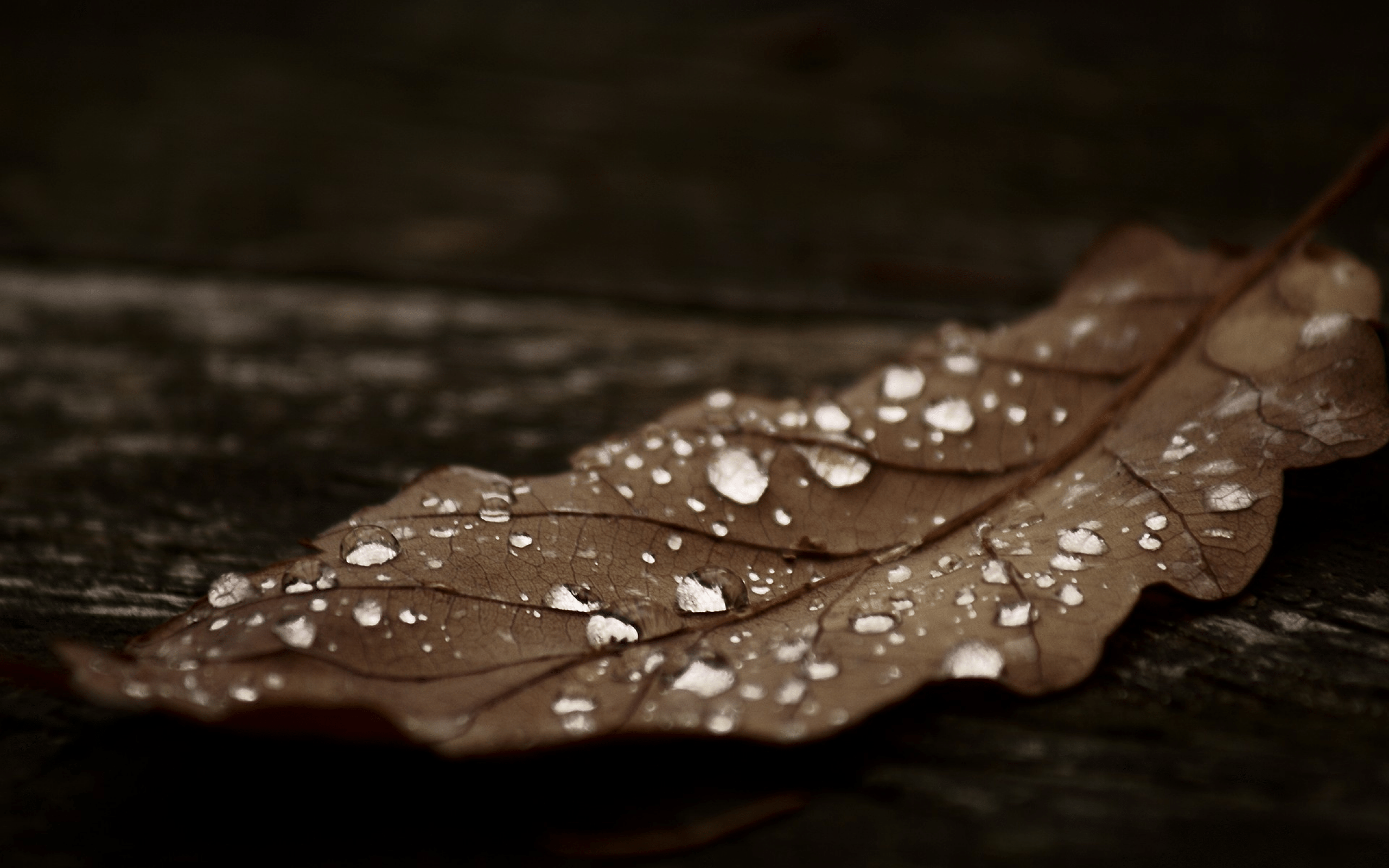 Dry Leaf Wallpapers - Top Free Dry Leaf Backgrounds - WallpaperAccess