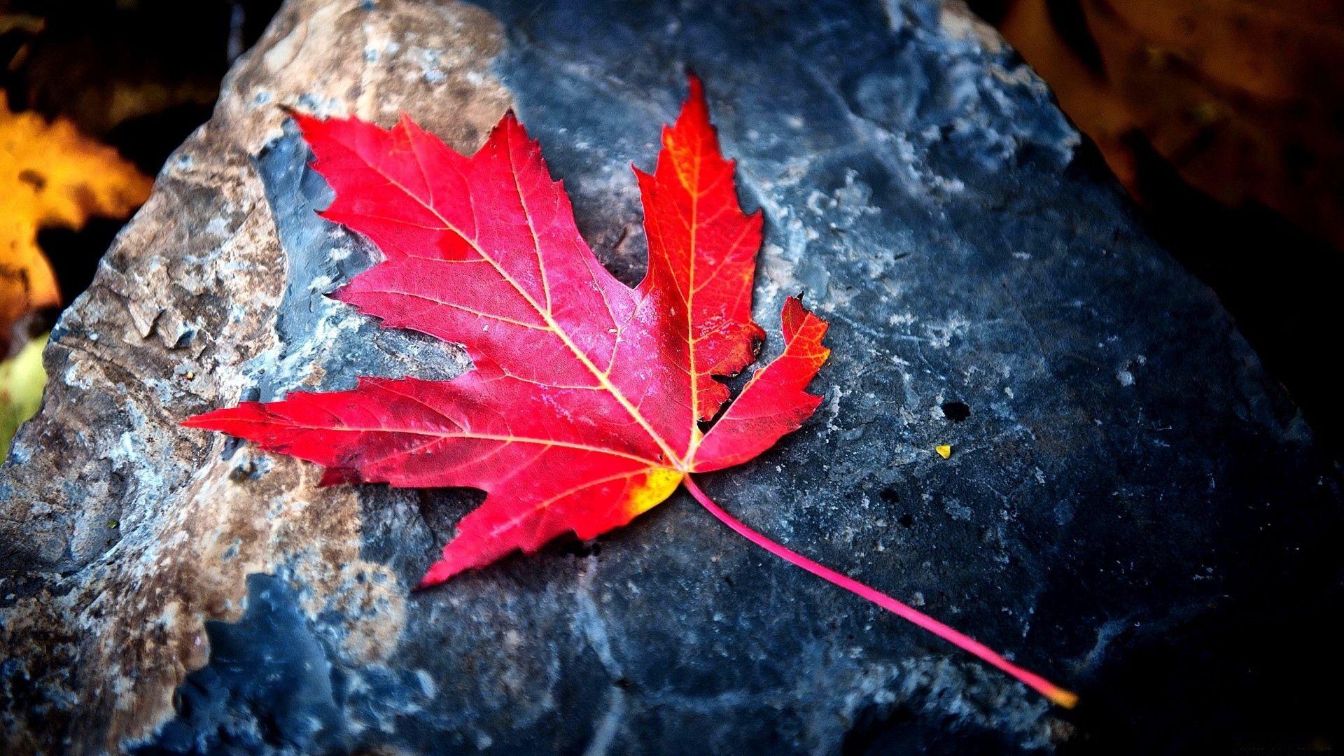 Dry Leaf Wallpapers - Top Free Dry Leaf Backgrounds - WallpaperAccess
