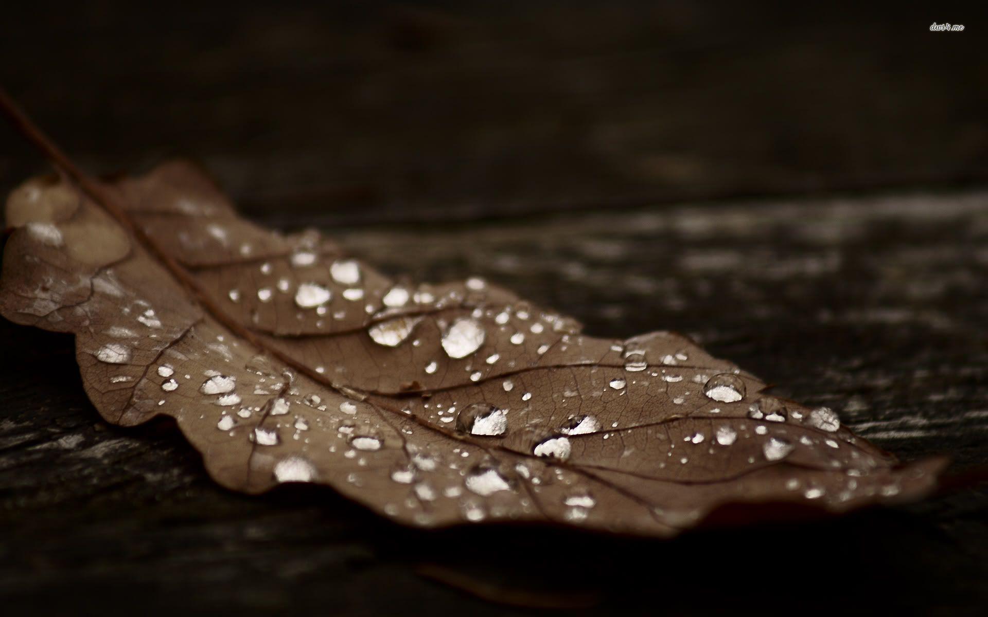 Dry Leaf Wallpapers - Top Free Dry Leaf Backgrounds - WallpaperAccess