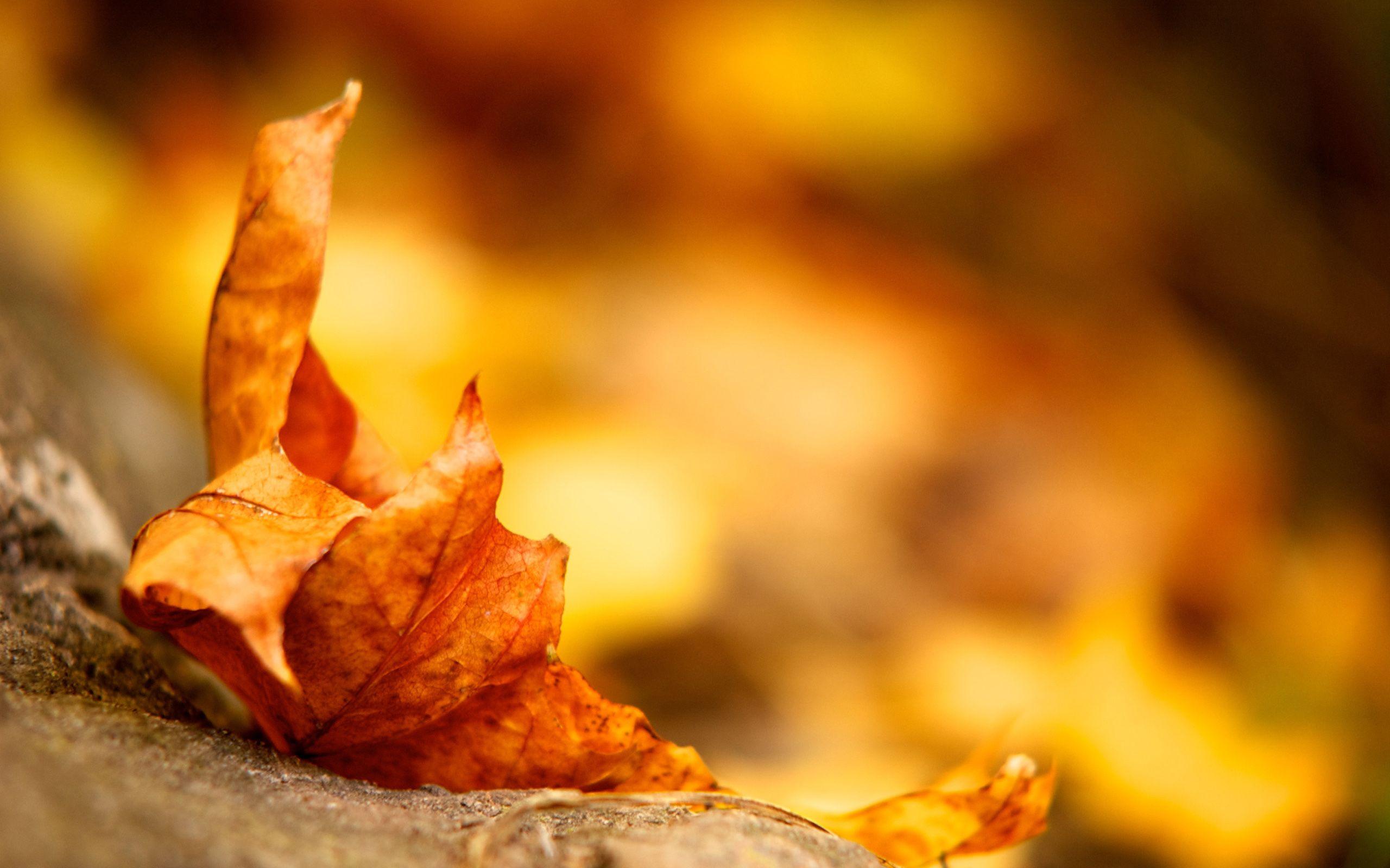 Dry Leaf Wallpapers - Top Free Dry Leaf Backgrounds - WallpaperAccess