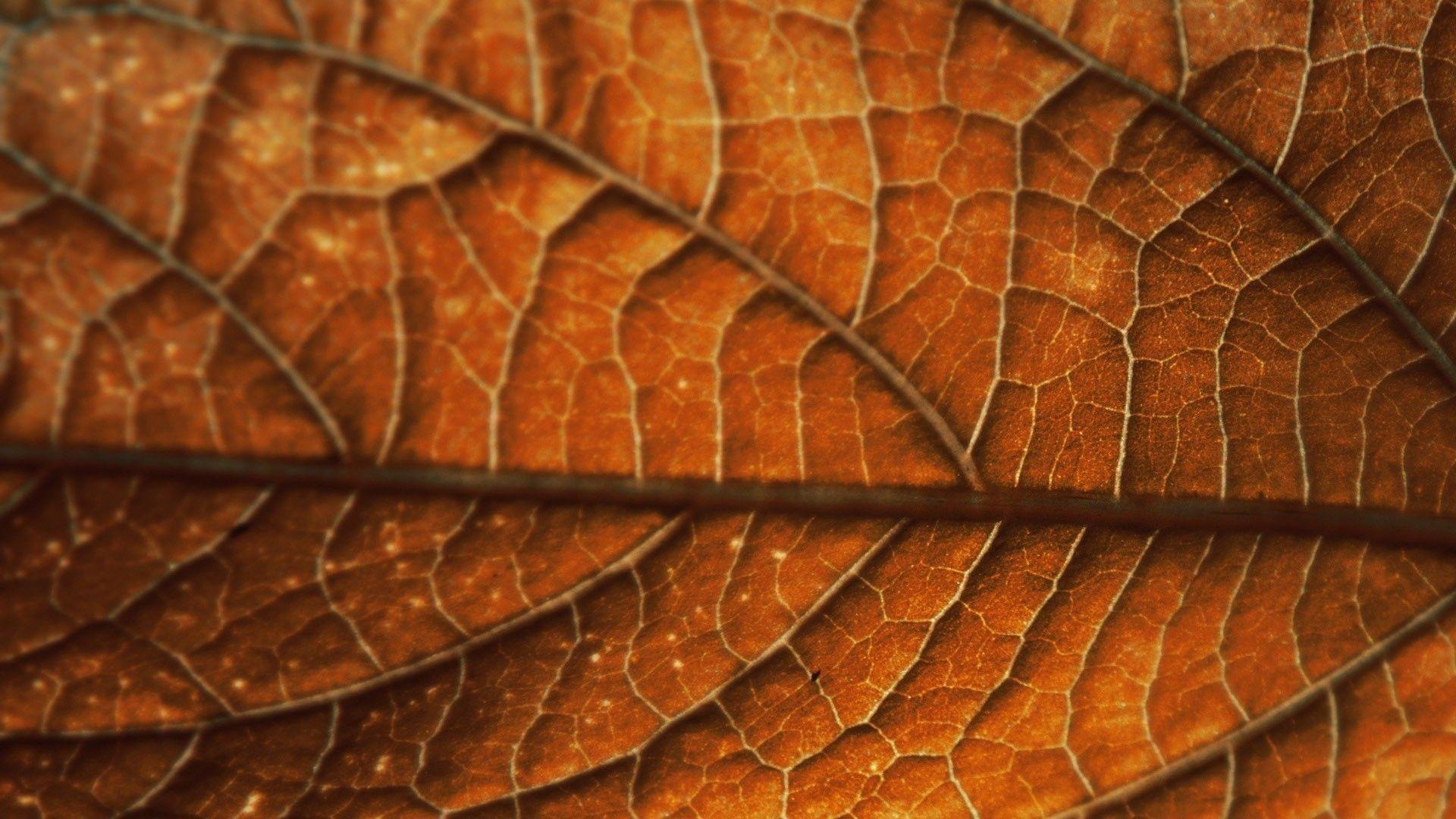 Dry Leaf Wallpapers - Top Free Dry Leaf Backgrounds - WallpaperAccess