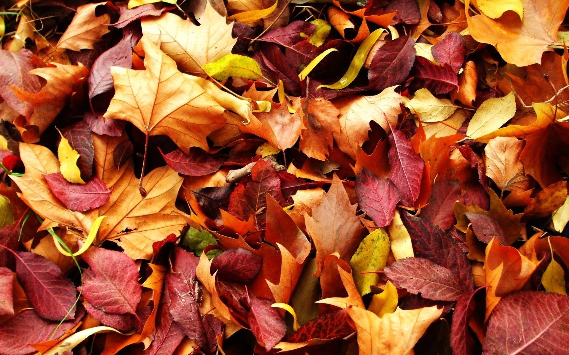 Dry Leaf Wallpapers - Top Free Dry Leaf Backgrounds - WallpaperAccess