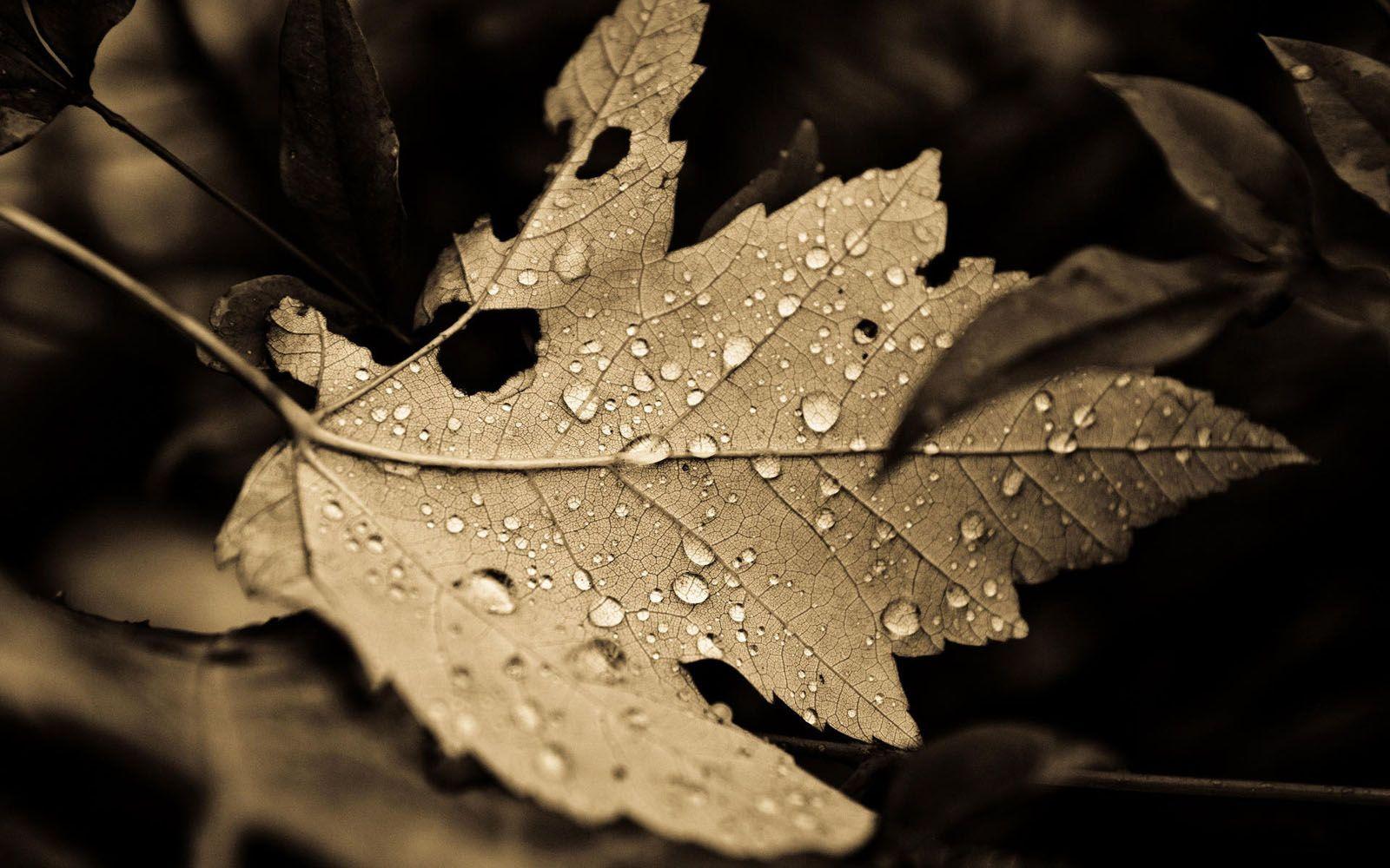 Dry Leaf Wallpapers - Top Free Dry Leaf Backgrounds - WallpaperAccess