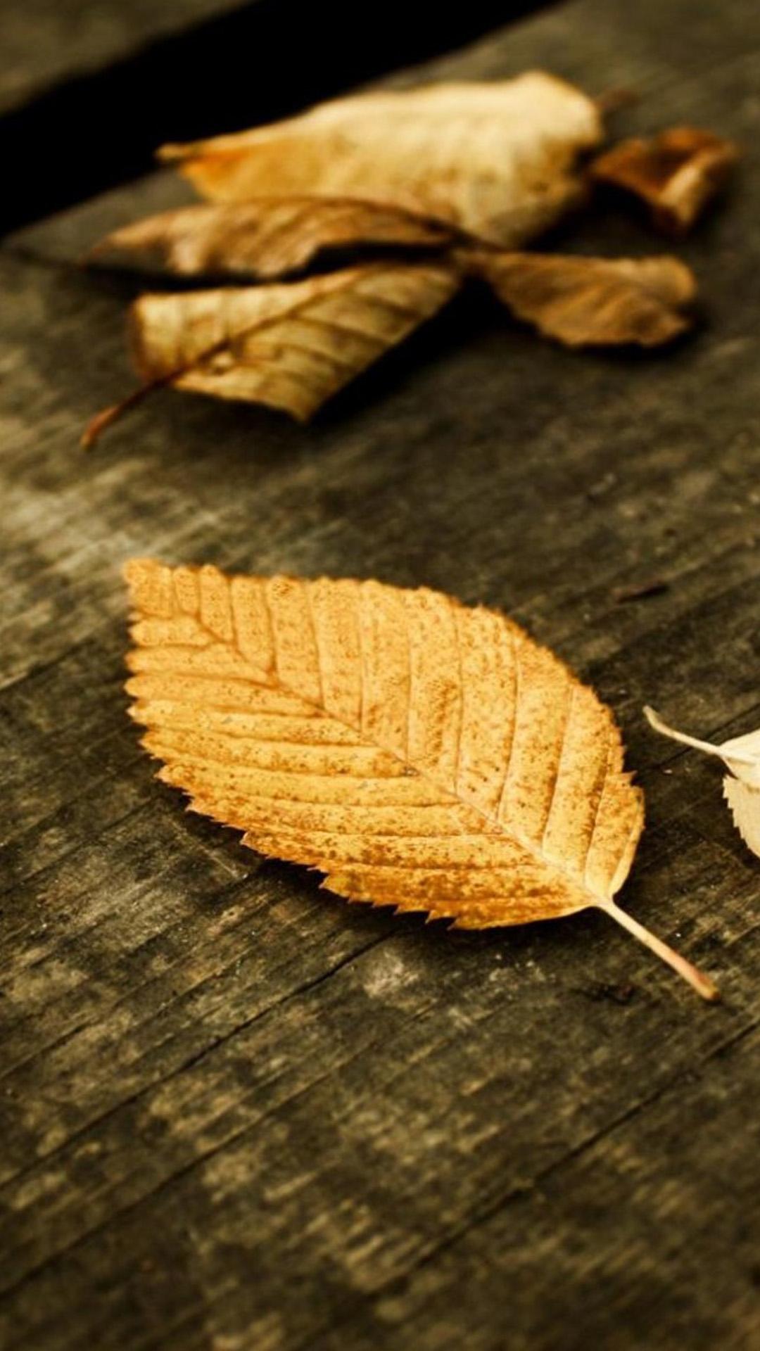 Dry Leaf Wallpapers - Top Free Dry Leaf Backgrounds - WallpaperAccess