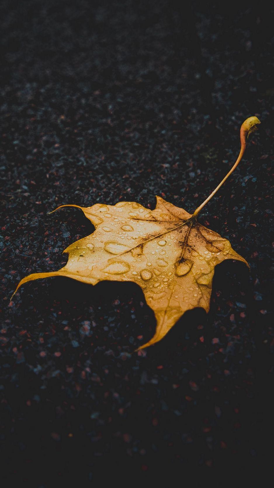 Dry Leaf Wallpapers - Top Free Dry Leaf Backgrounds - WallpaperAccess