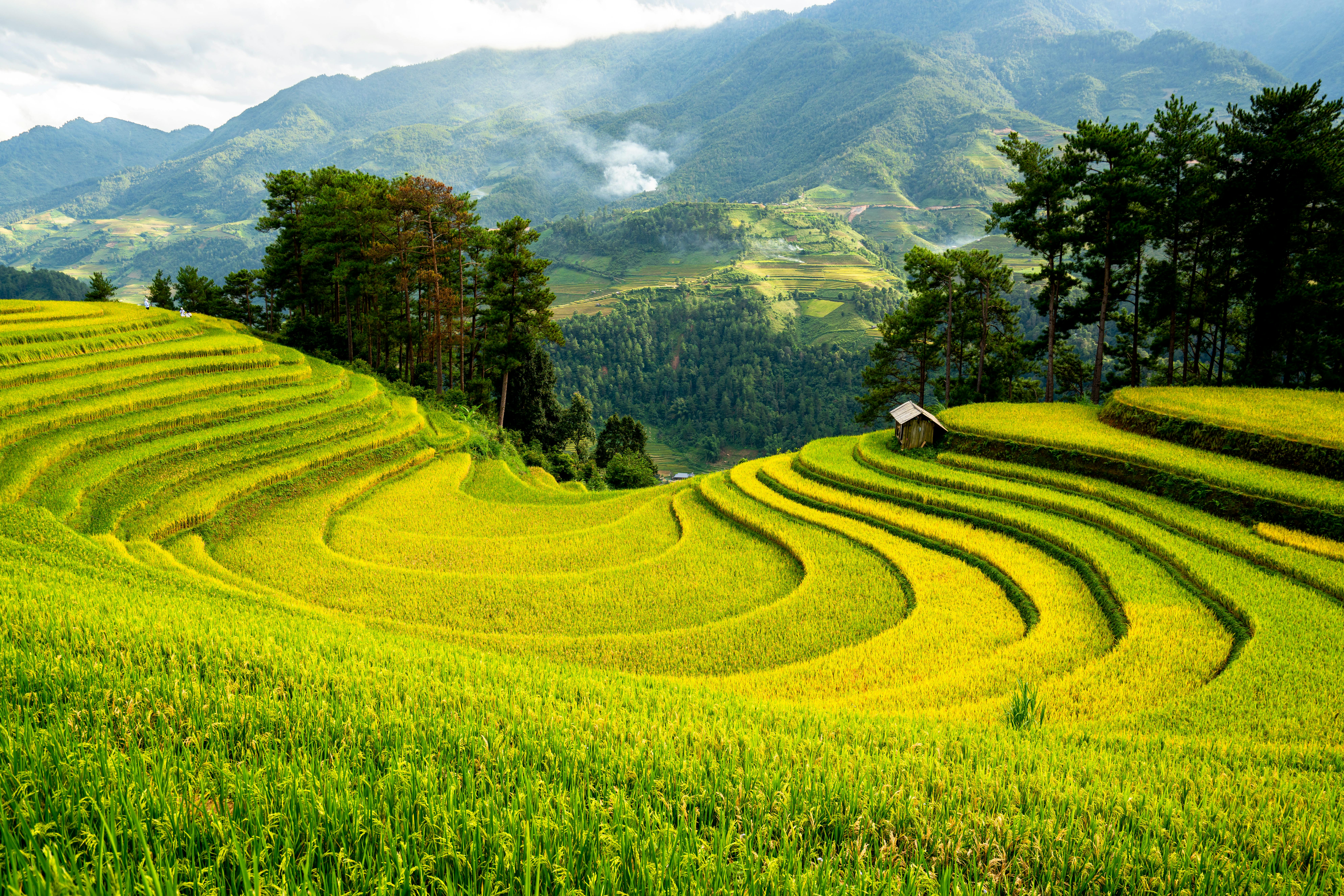 Rice Farm Wallpapers - Top Free Rice Farm Backgrounds - WallpaperAccess