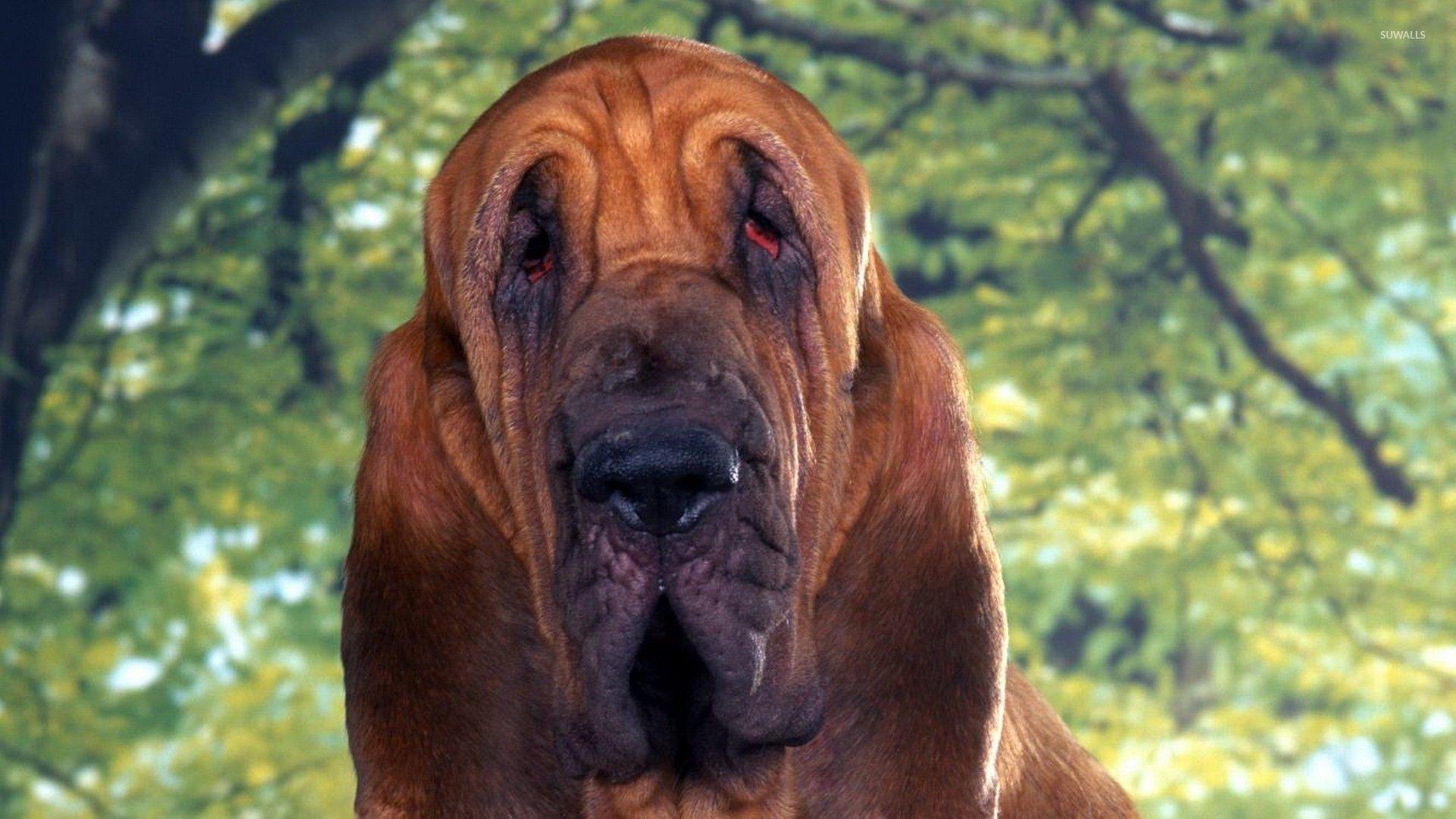 Bloodhound Wallpapers - Top Free Bloodhound Backgrounds - WallpaperAccess