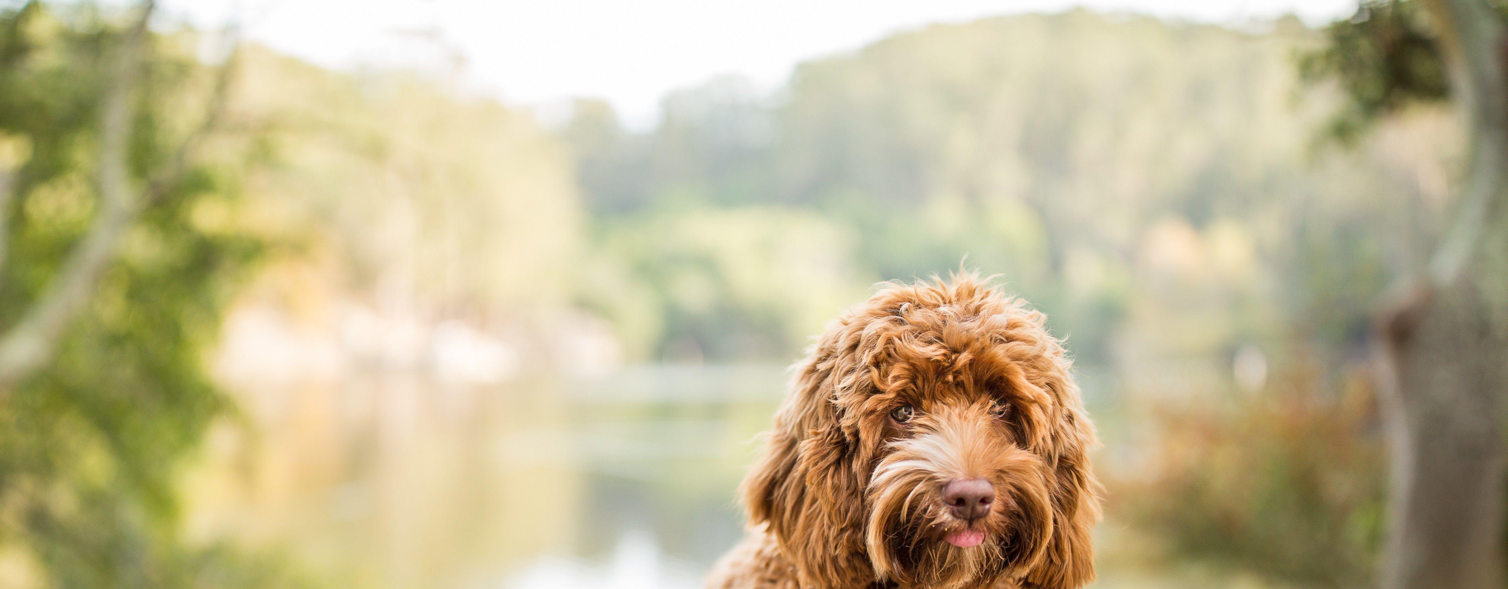Australian Labradoodle Wallpapers - Top Free Australian Labradoodle ...