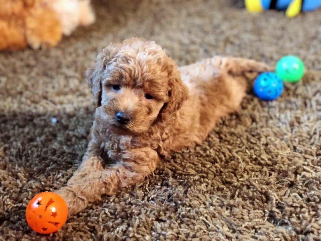 Australian Labradoodle Wallpapers - Top Free Australian Labradoodle ...