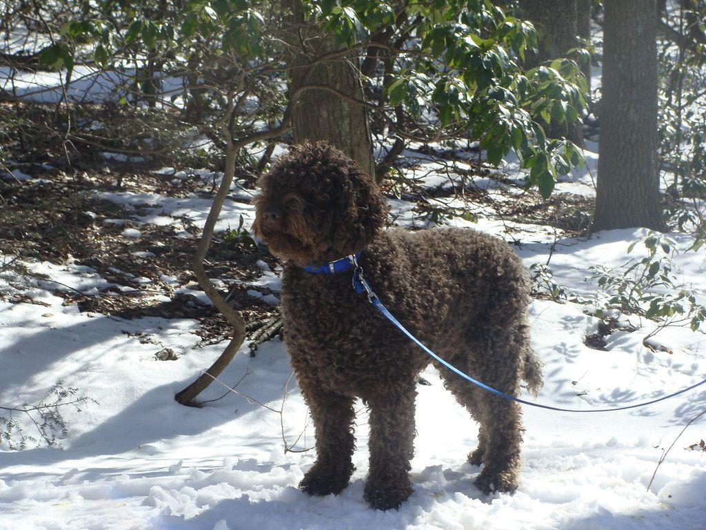 Australian Labradoodle Wallpapers - Top Free Australian Labradoodle ...