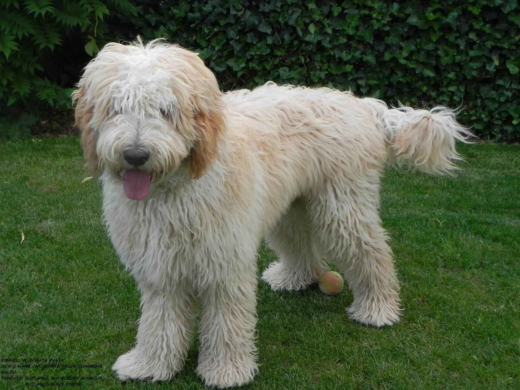 Australian Labradoodle Wallpapers - Top Free Australian Labradoodle ...