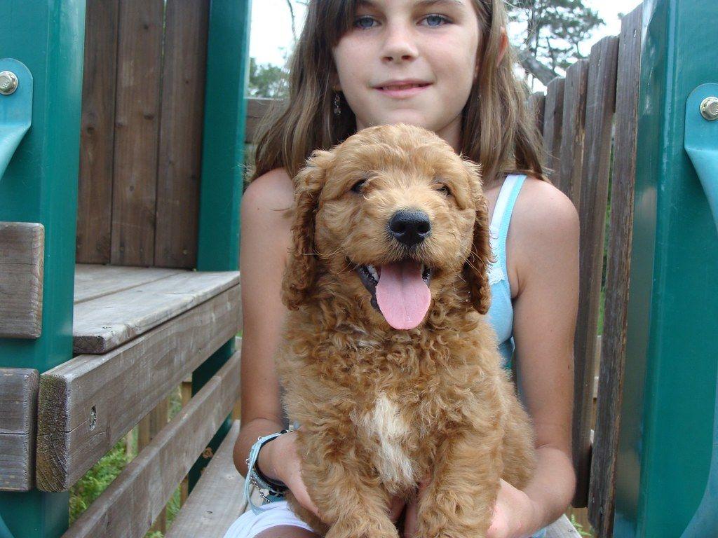 Australian Labradoodle Wallpapers - Top Free Australian Labradoodle ...