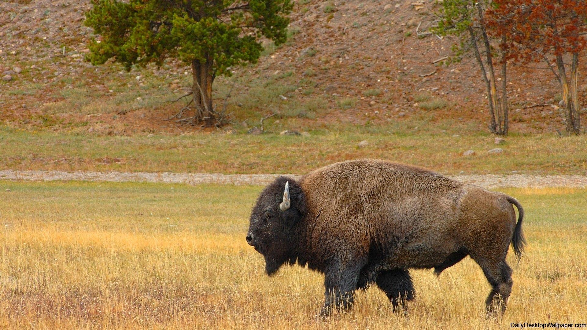 Wild Animal Desktop Wallpapers - Top Free Wild Animal Desktop ...