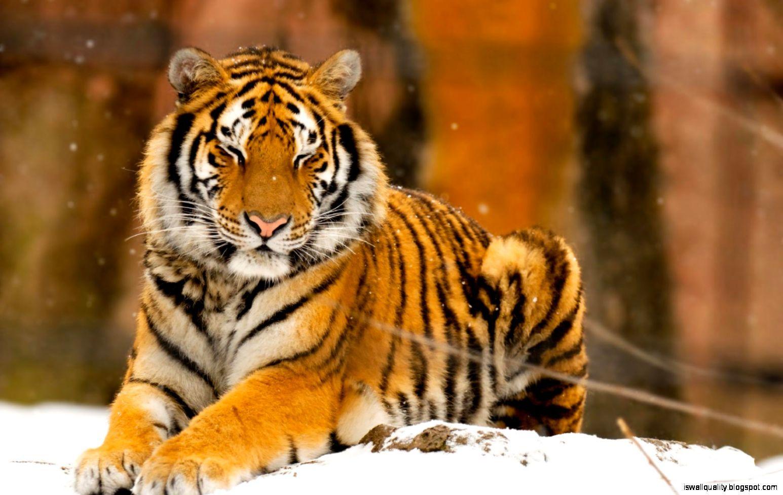 Wild Animal Desktop Wallpapers - Top Free Wild Animal Desktop ...