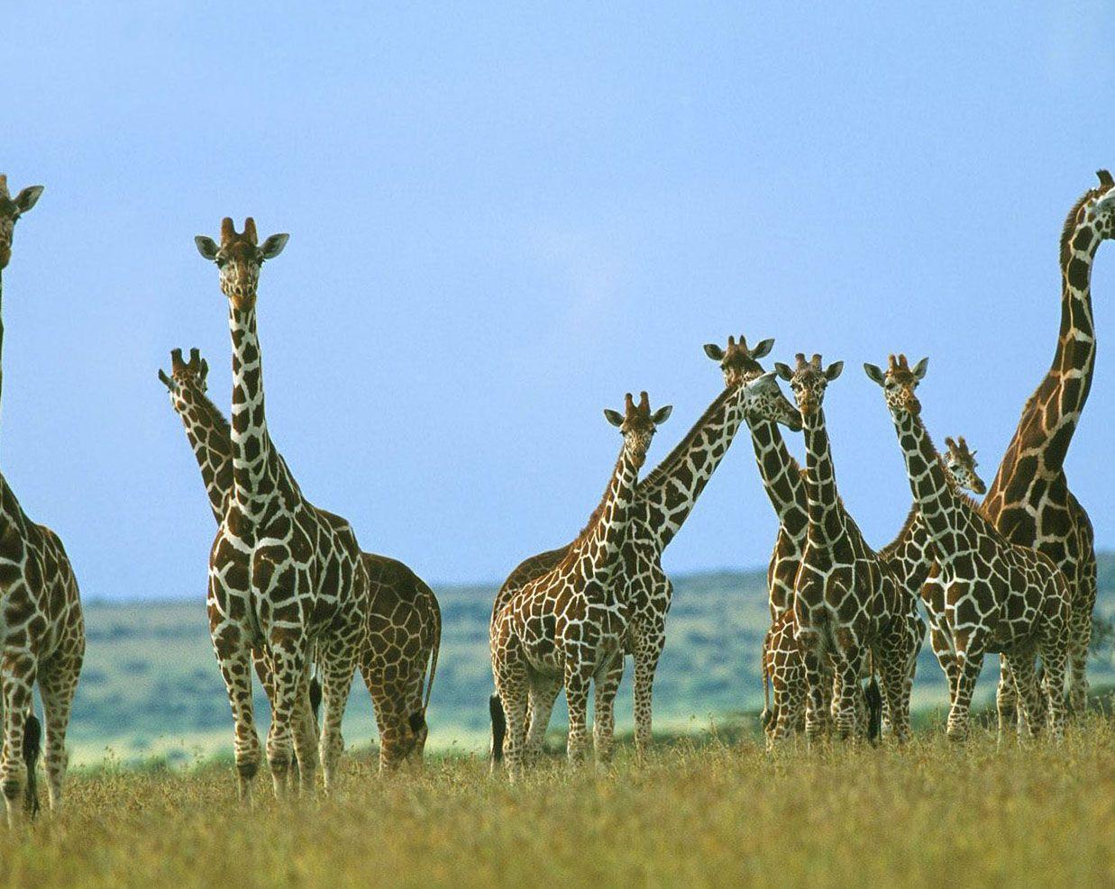 Wild Animal Desktop Wallpapers - Top Free Wild Animal Desktop ...