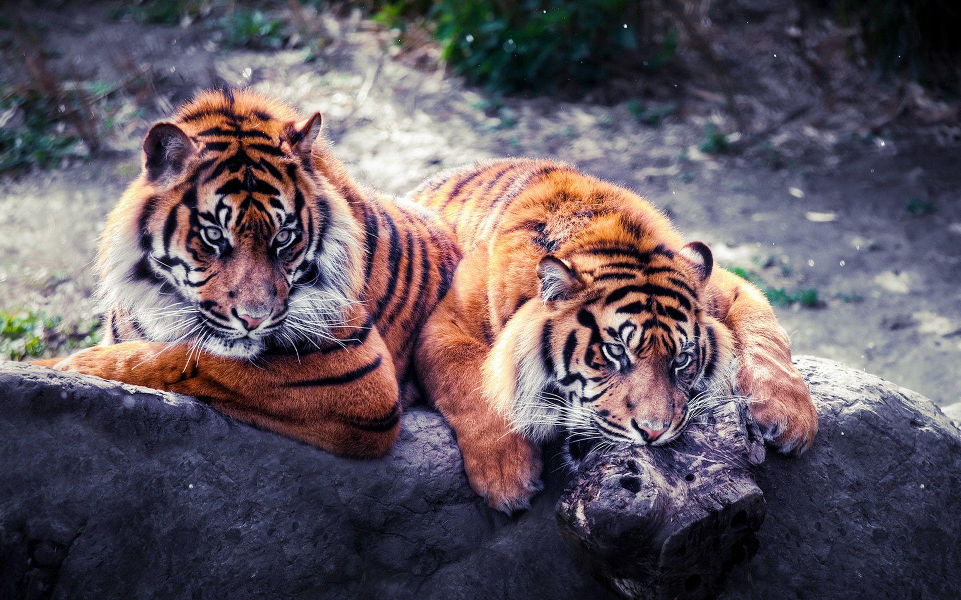 Beautiful Animal Wallpapers - Top Free Beautiful Animal Backgrounds ...