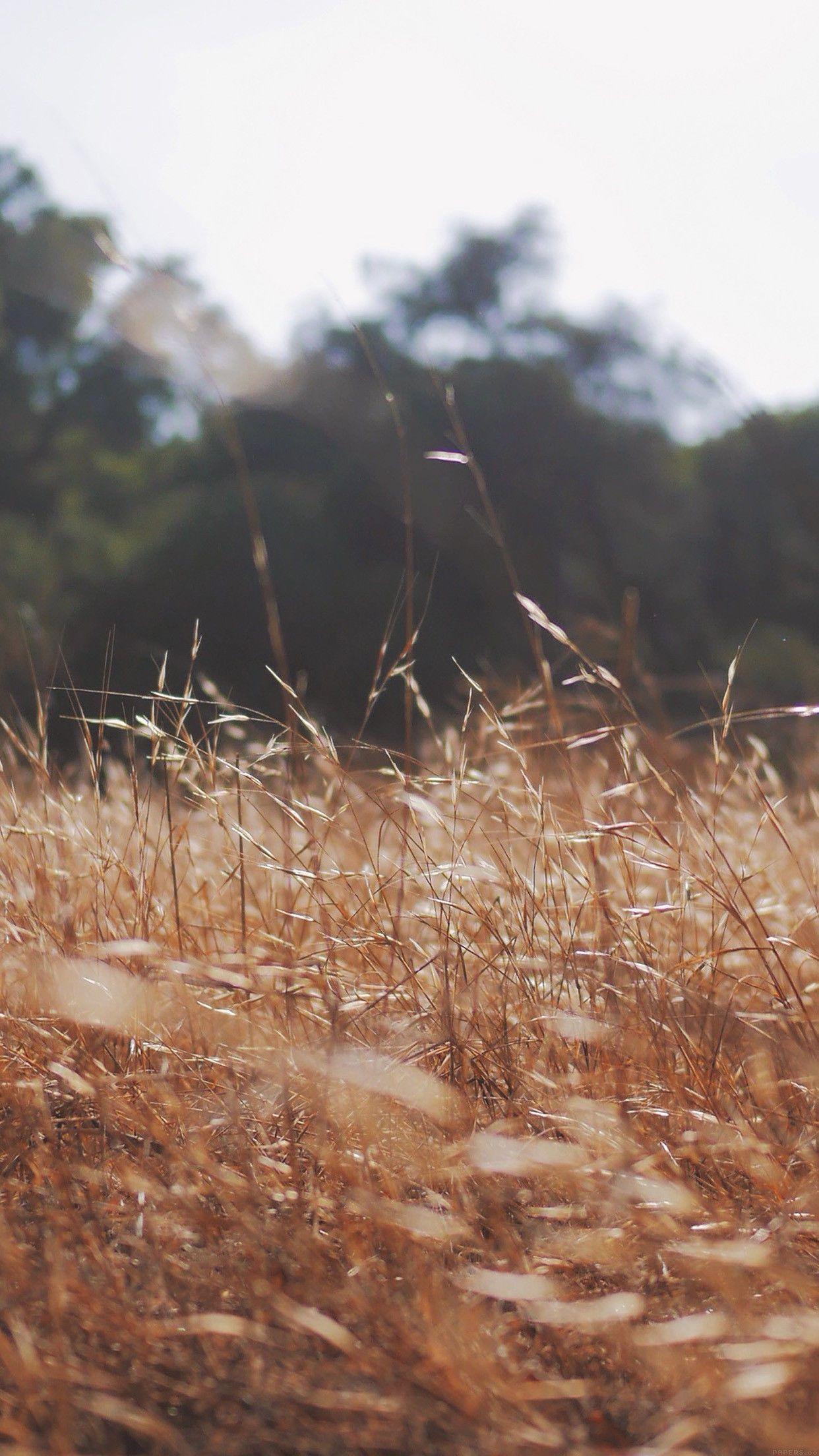 Minimalist Grass Wallpapers - Top Free Minimalist Grass Backgrounds ...
