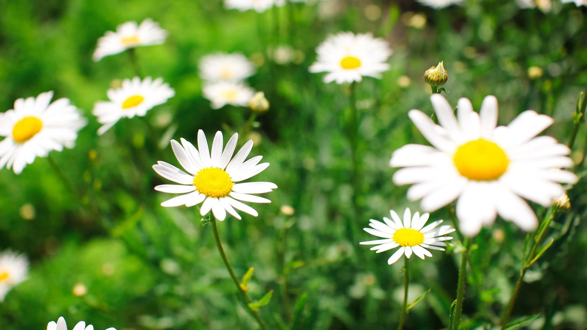 Chamomile Wallpapers - Top Free Chamomile Backgrounds - WallpaperAccess