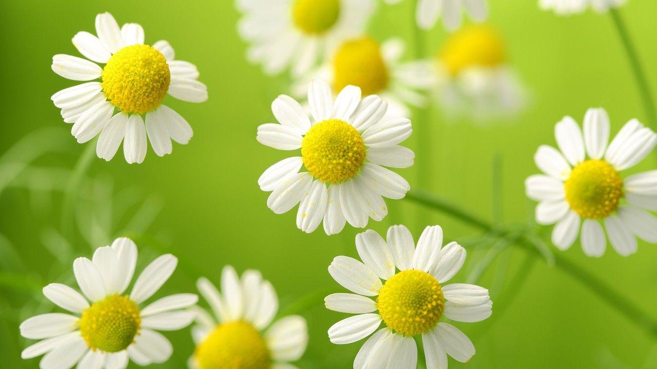 Chamomile Wallpapers - Top Free Chamomile Backgrounds - WallpaperAccess