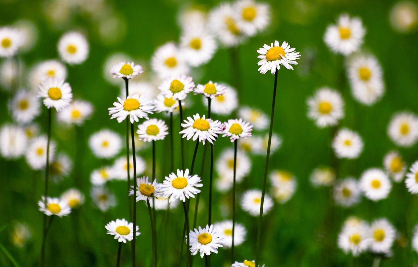 Chamomile Wallpapers - Top Free Chamomile Backgrounds - WallpaperAccess