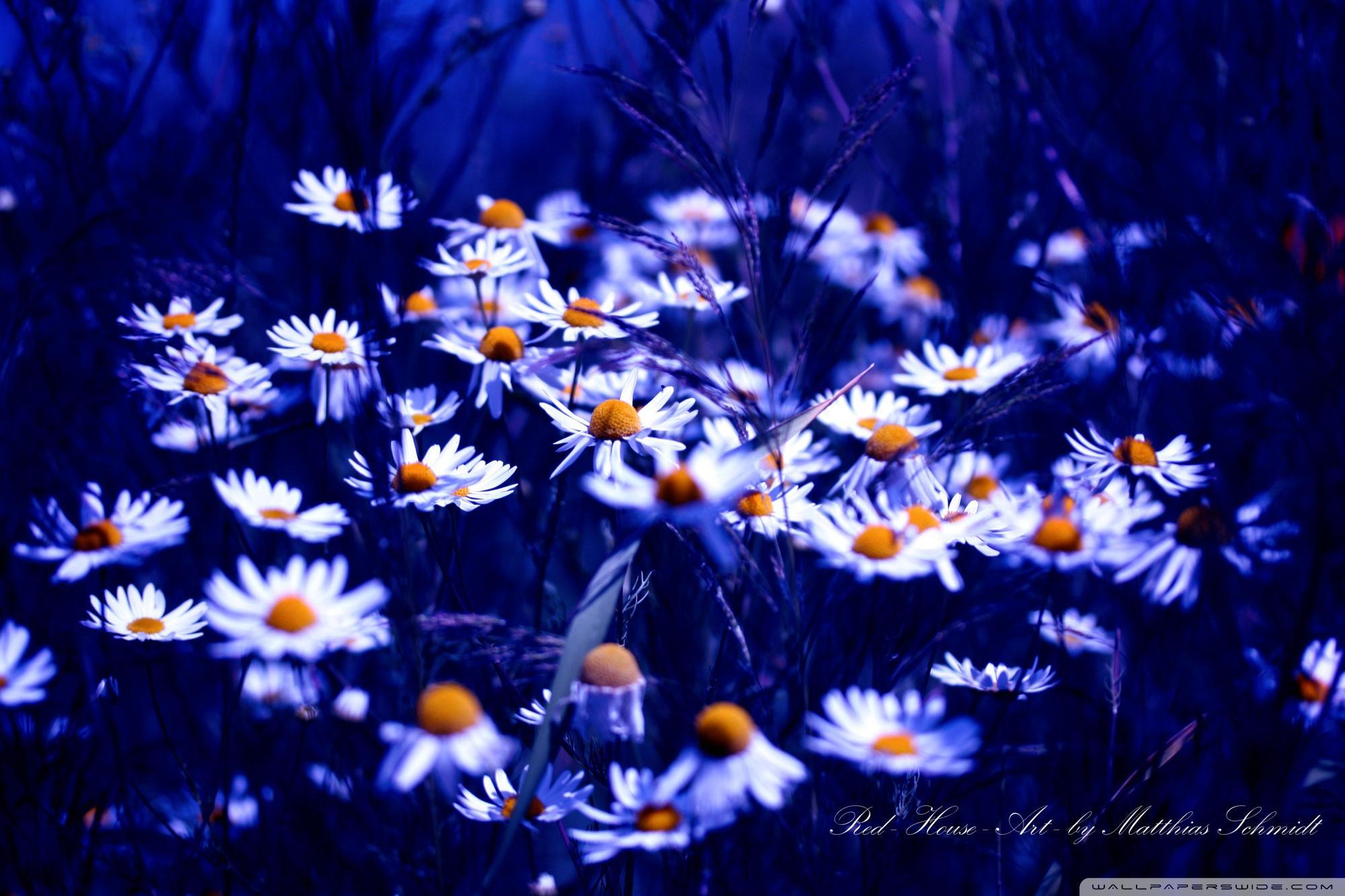 Chamomile Wallpapers - Top Free Chamomile Backgrounds - WallpaperAccess
