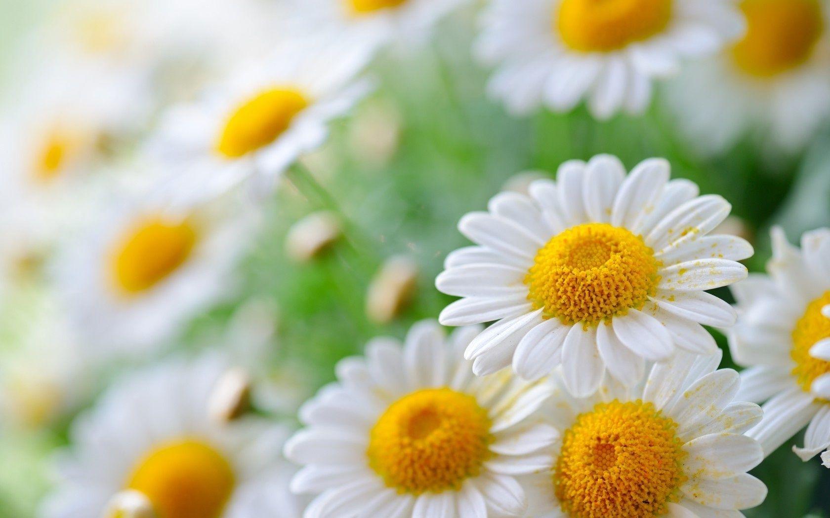 Chamomile Wallpapers - Top Free Chamomile Backgrounds - WallpaperAccess