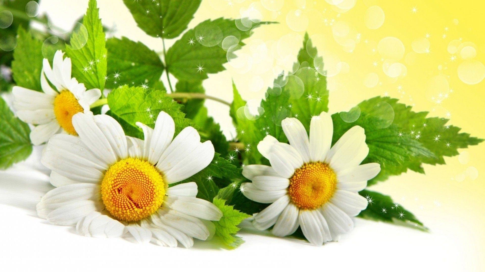 Chamomile Wallpapers - Top Free Chamomile Backgrounds - WallpaperAccess