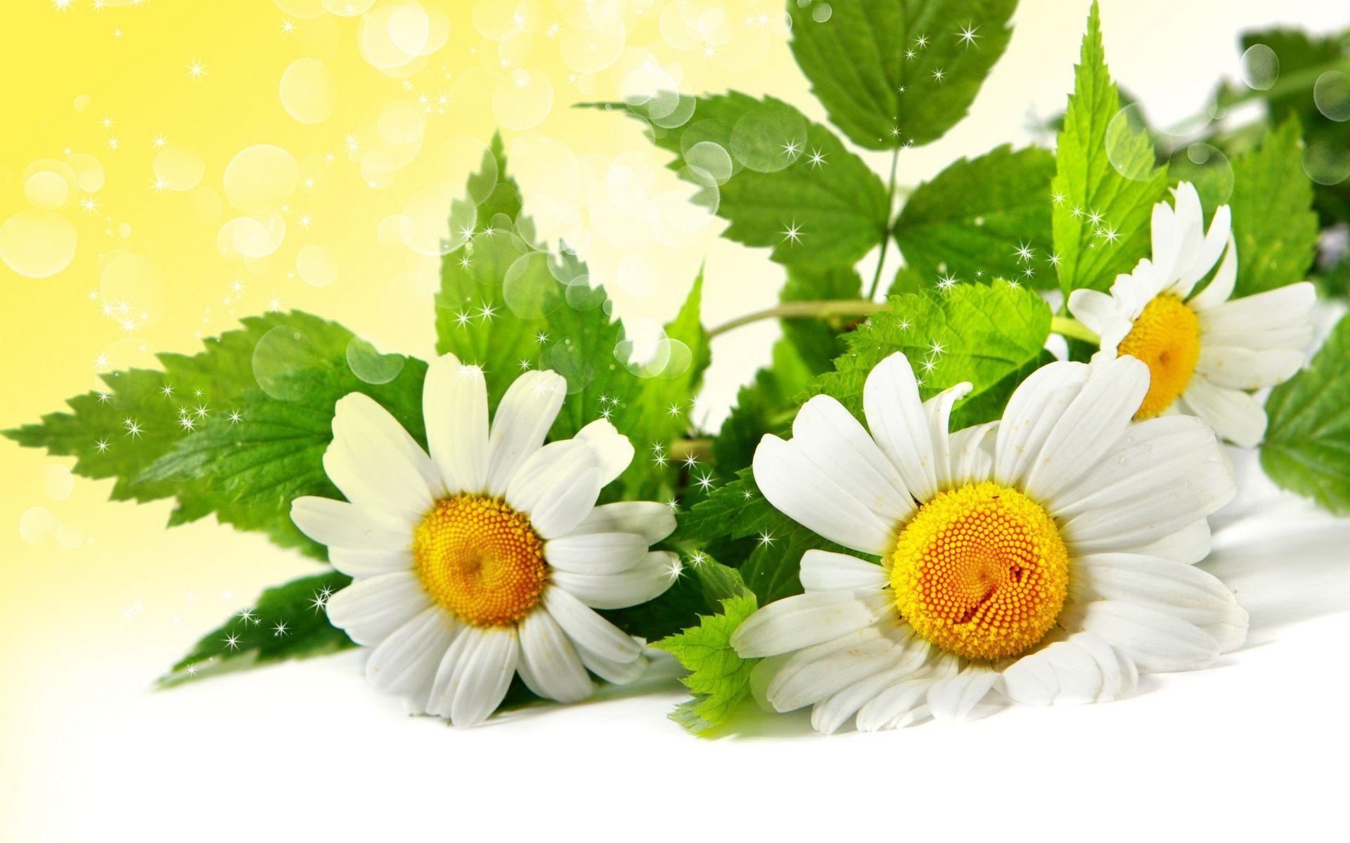 Chamomile Wallpapers - Top Free Chamomile Backgrounds - WallpaperAccess