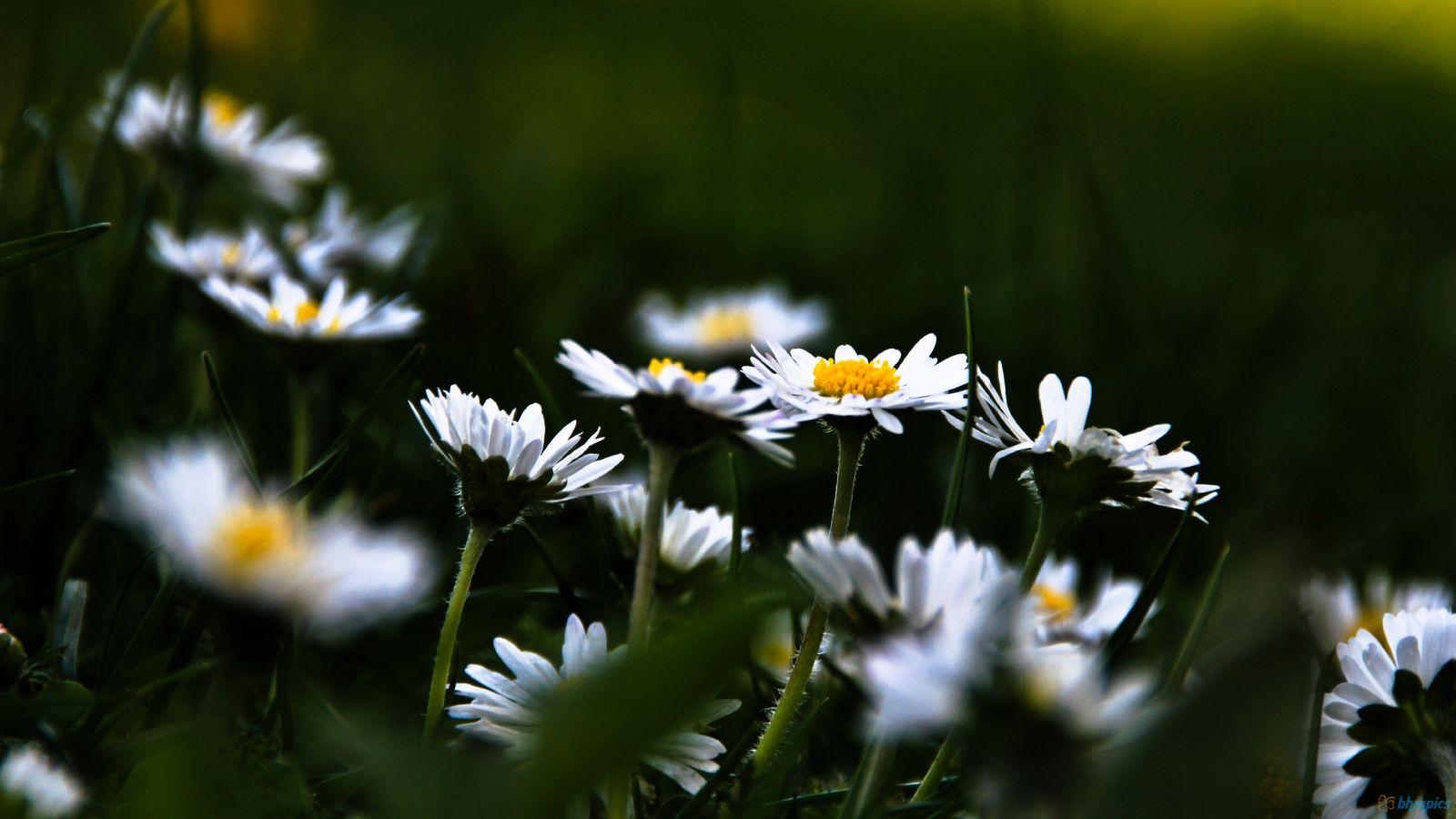 Chamomile Wallpapers - Top Free Chamomile Backgrounds - WallpaperAccess