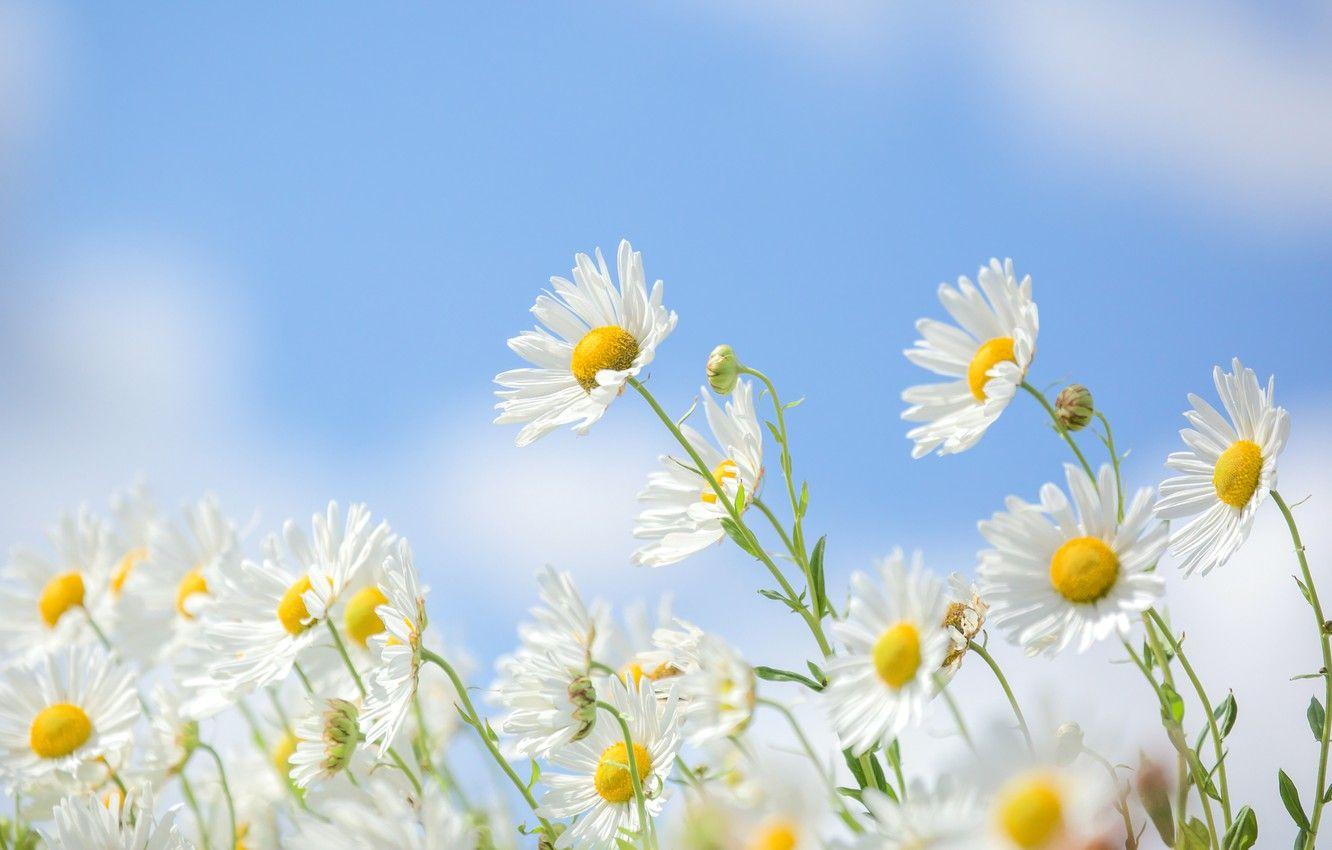 Chamomile Wallpapers - Top Free Chamomile Backgrounds - WallpaperAccess