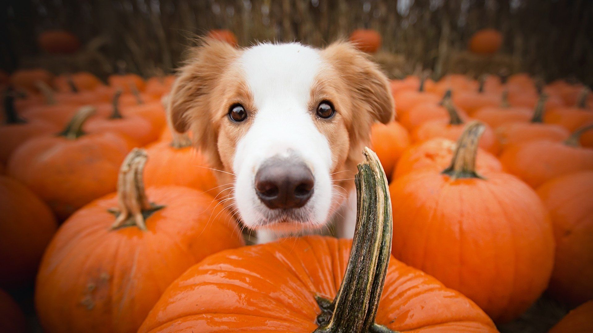 Thanksgiving Pets Wallpapers - Top Free Thanksgiving Pets Backgrounds ...