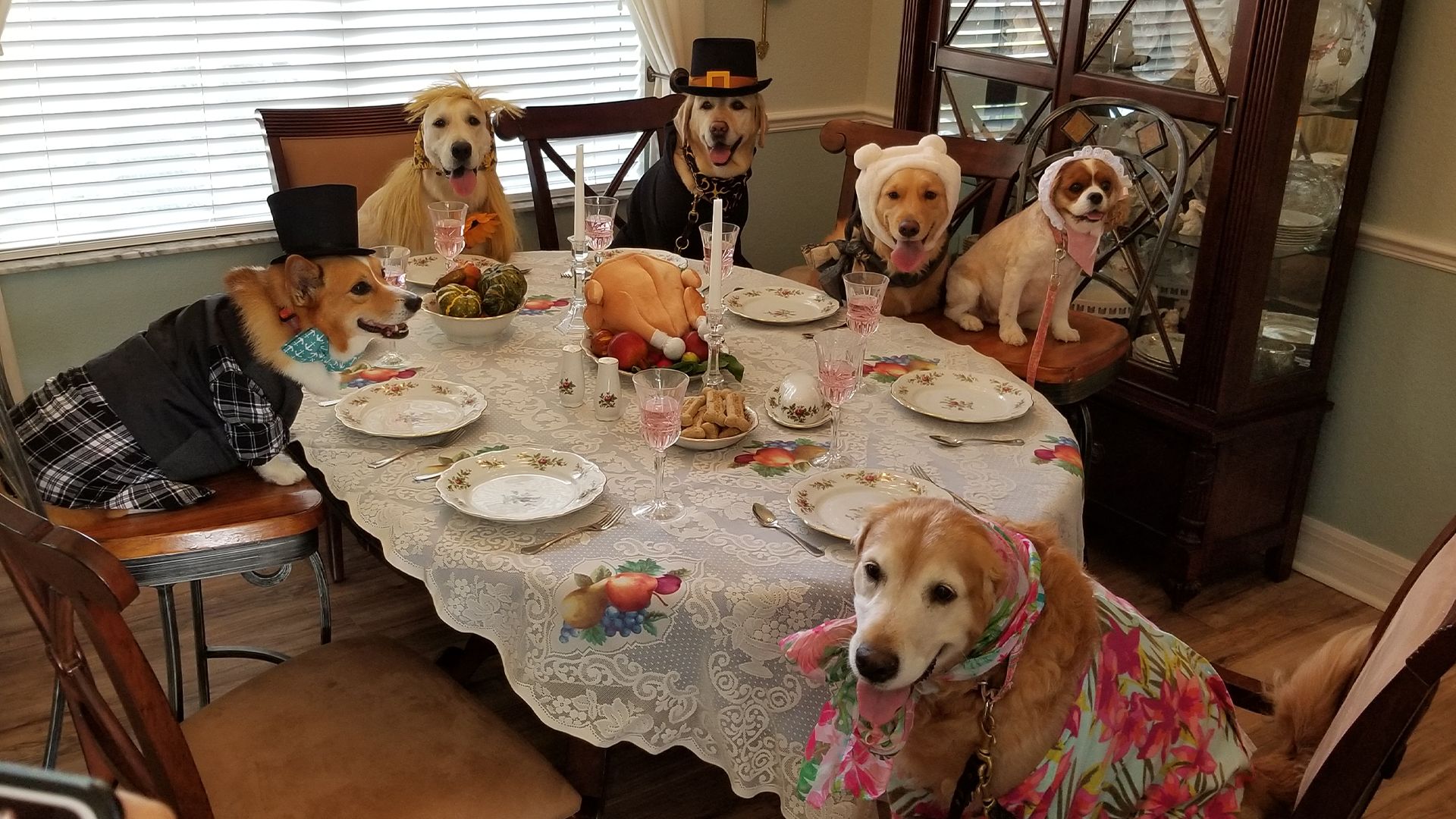Thanksgiving Pets Wallpapers - Top Free Thanksgiving Pets Backgrounds ...