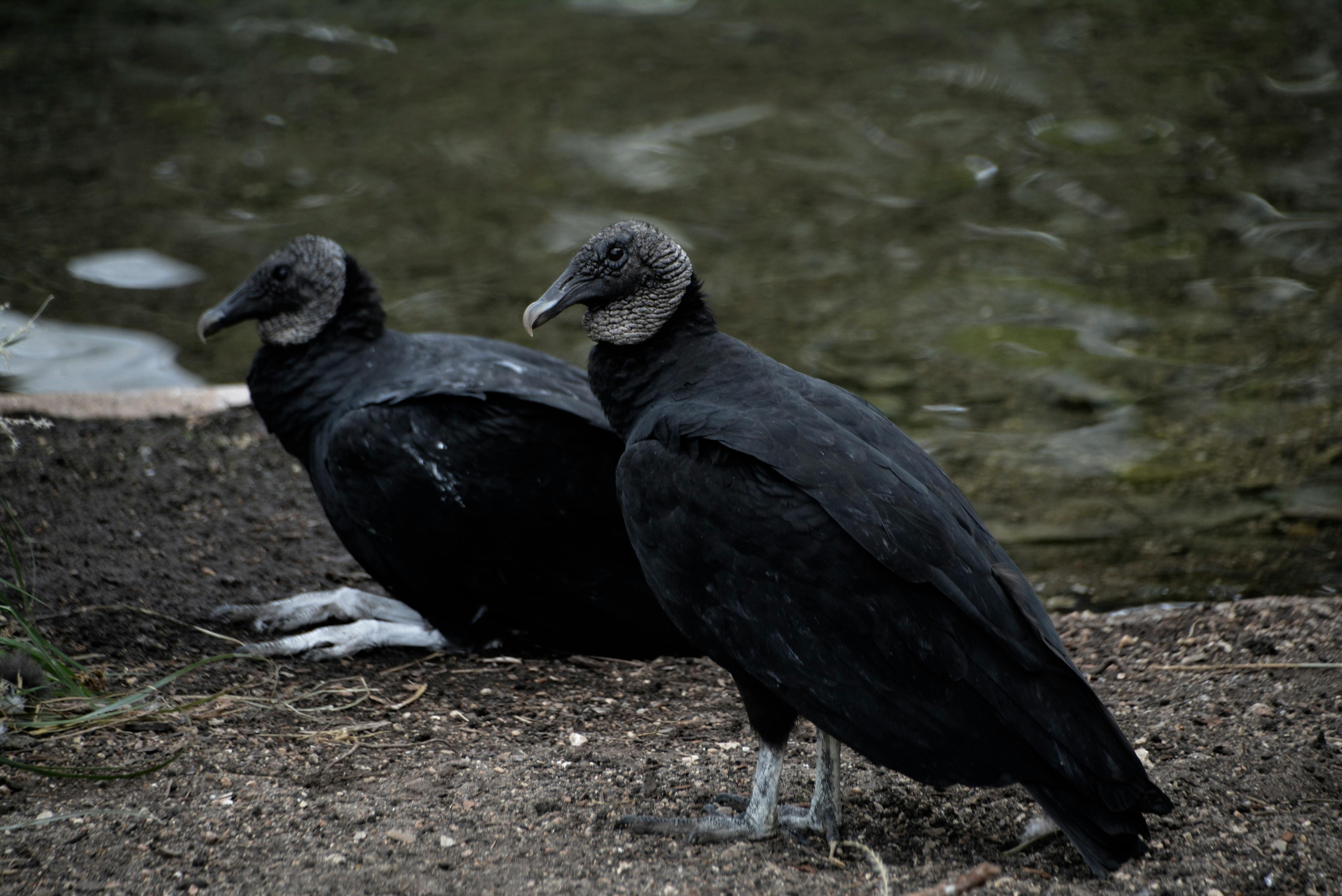 Vultures 2 Wallpapers - Top Free Vultures 2 Backgrounds - WallpaperAccess