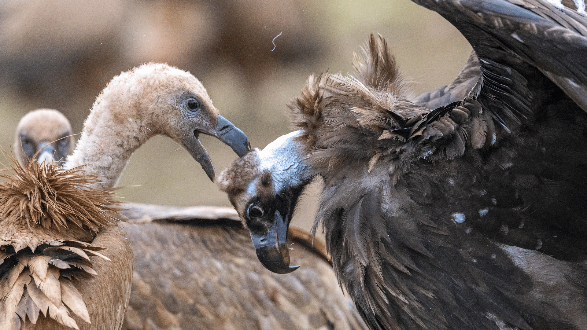 Vultures 2 Wallpapers - Top Free Vultures 2 Backgrounds - WallpaperAccess