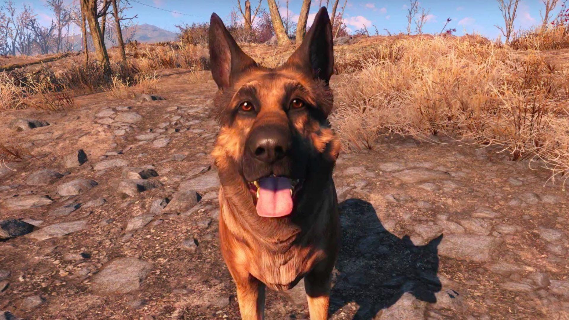 Dog Meat Fallout 4 Wallpapers - Top Free Dog Meat Fallout 4 Backgrounds ...