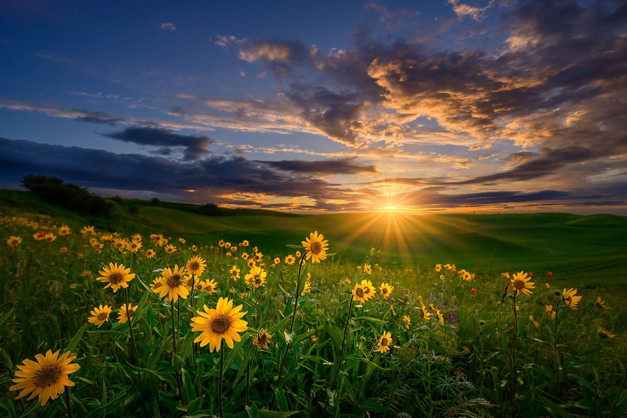 Sunrise Greenery Wallpapers - Top Free Sunrise Greenery Backgrounds ...