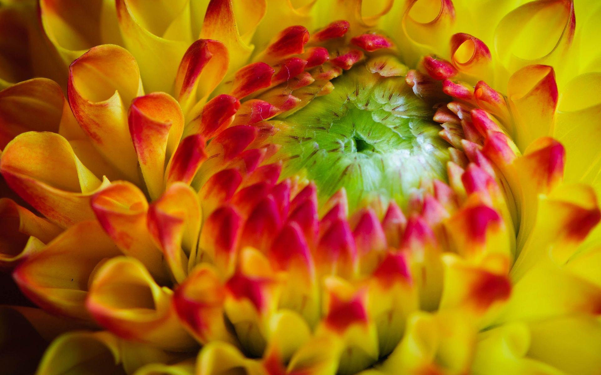Flower Power Wallpapers - Top Free Flower Power Backgrounds ...