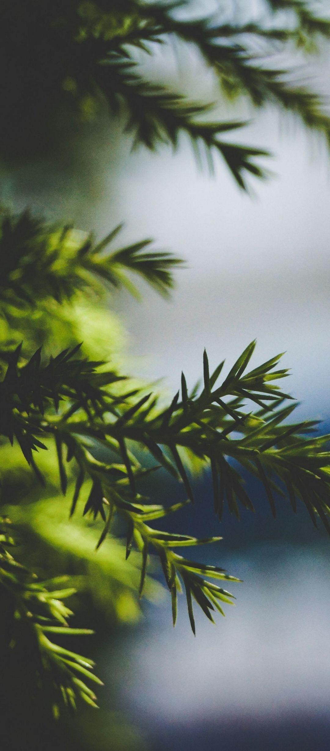 Plants Abstract Wallpapers - Top Free Plants Abstract Backgrounds ...