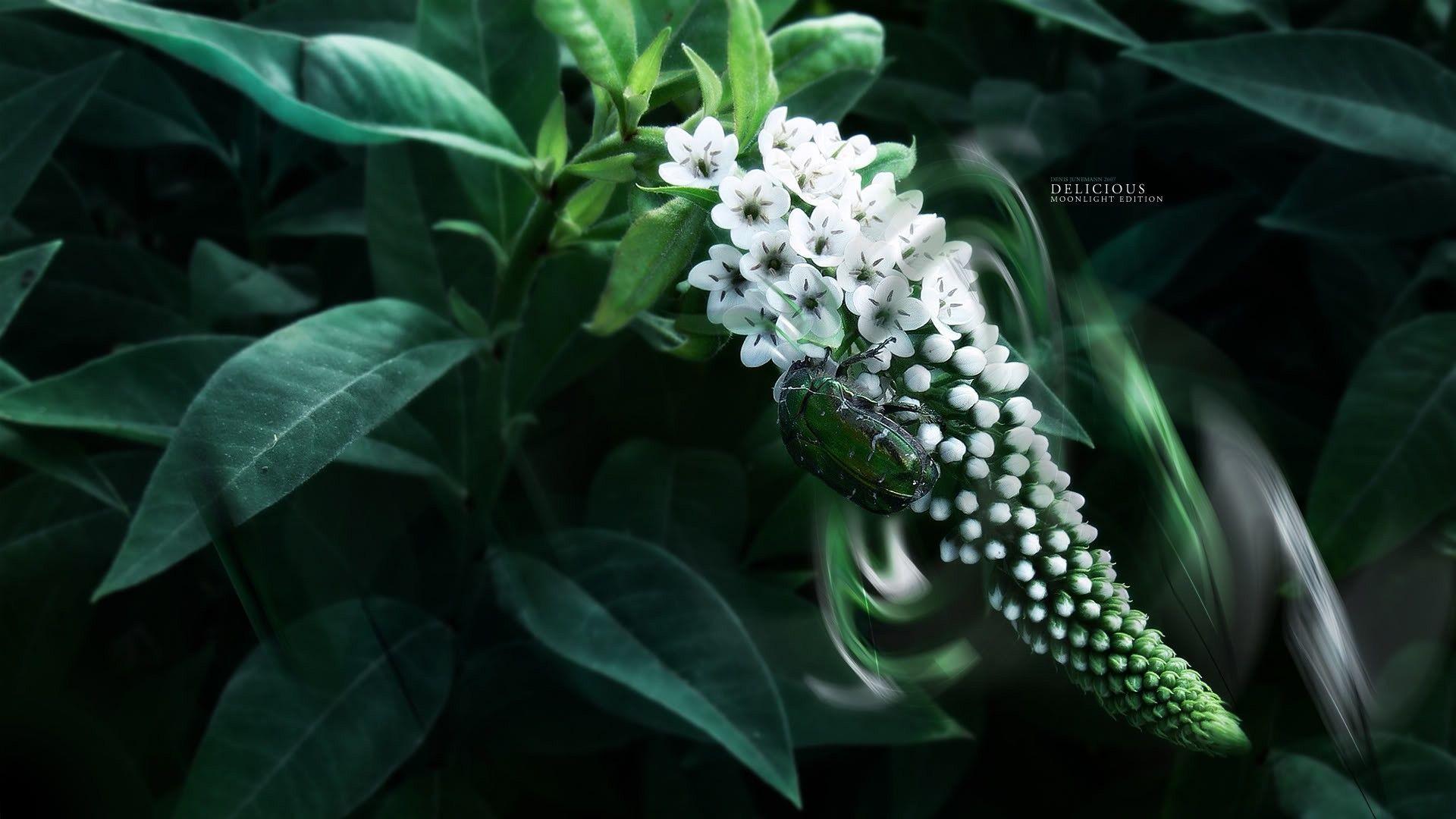 Plants Abstract Wallpapers - Top Free Plants Abstract Backgrounds ...