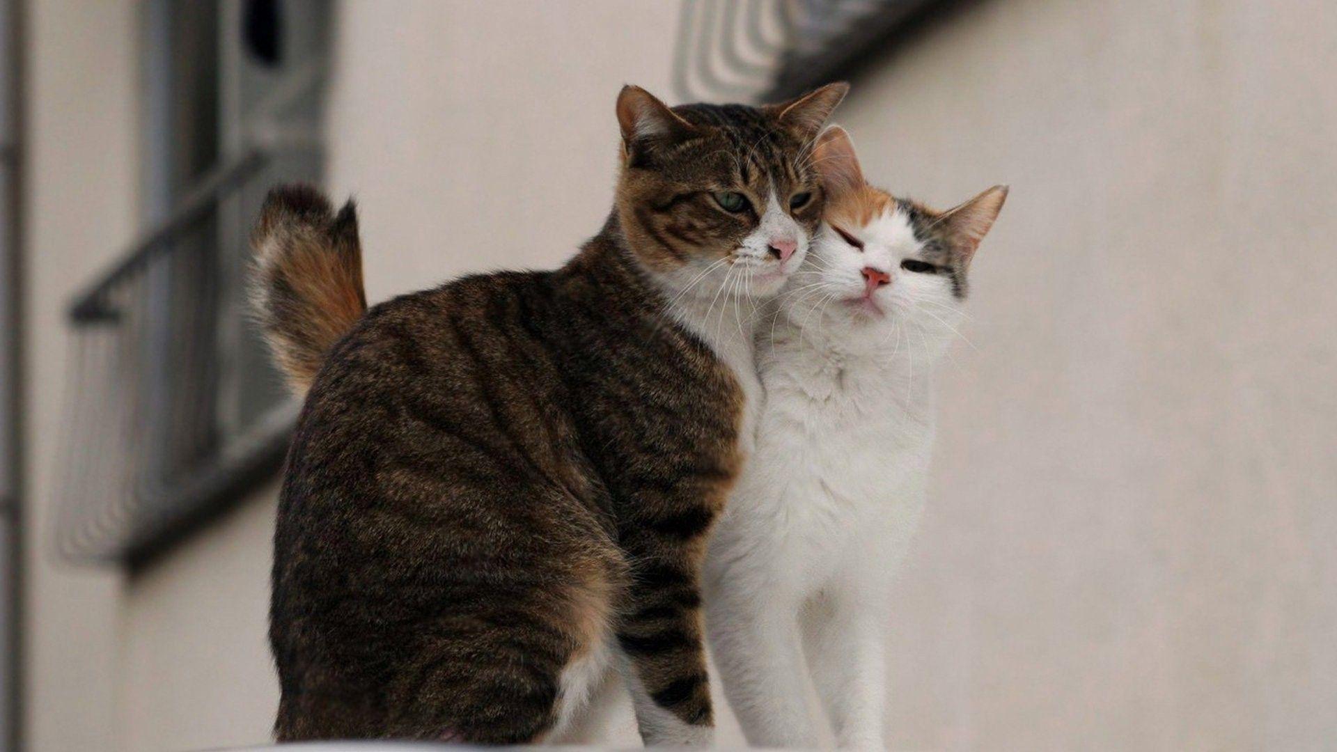 Love Cat Wallpapers - Top Free Love Cat Backgrounds - WallpaperAccess