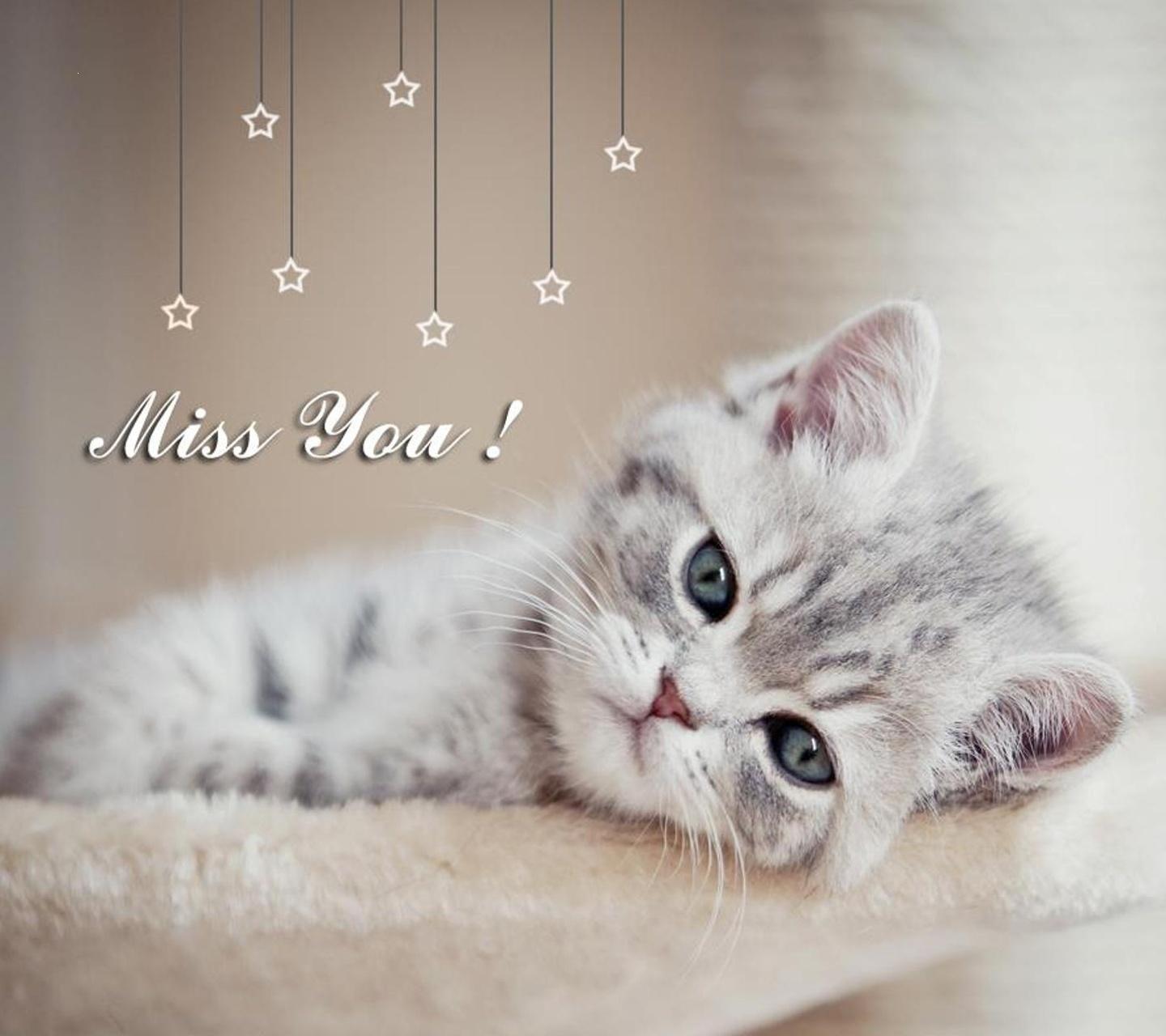 Love Cat Wallpapers - Top Free Love Cat Backgrounds - WallpaperAccess