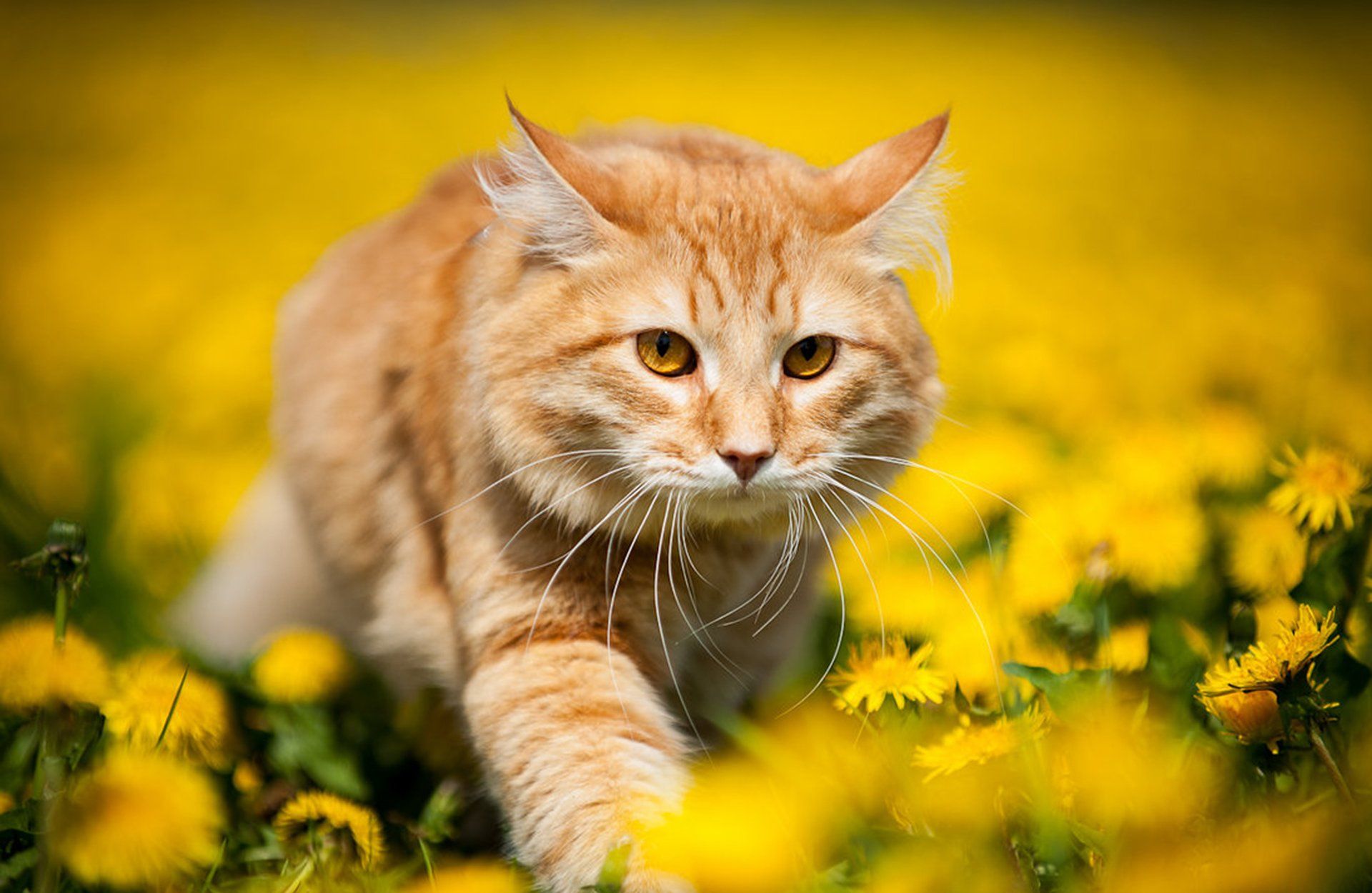 Animals In Spring Wallpapers - Top Free Animals In Spring Backgrounds ...