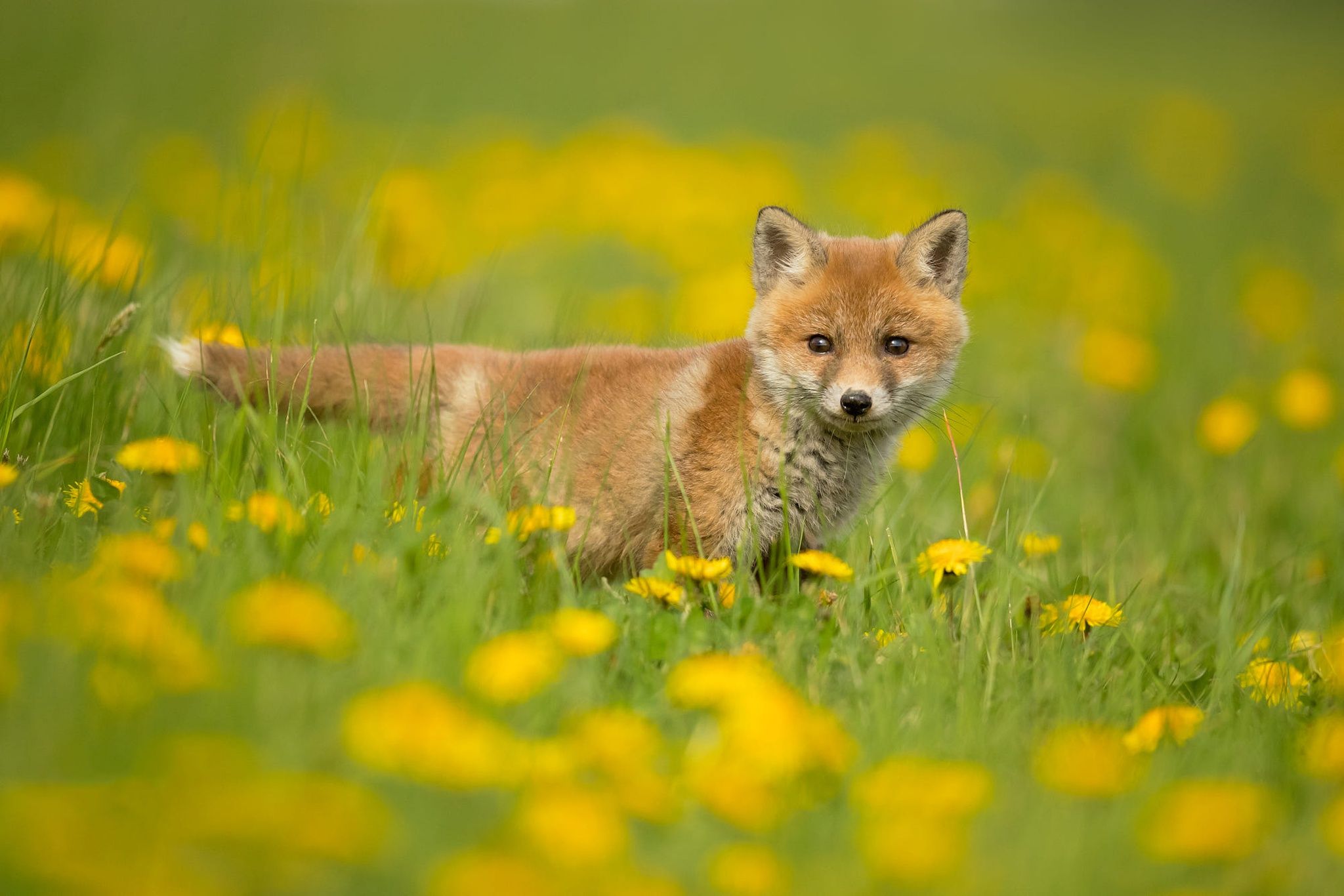 Animals In Spring Wallpapers - Top Free Animals In Spring Backgrounds ...