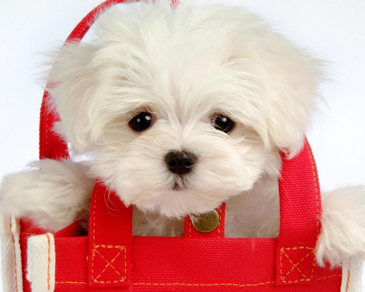 Fluffy Puppies Wallpapers - Top Free Fluffy Puppies Backgrounds ...
