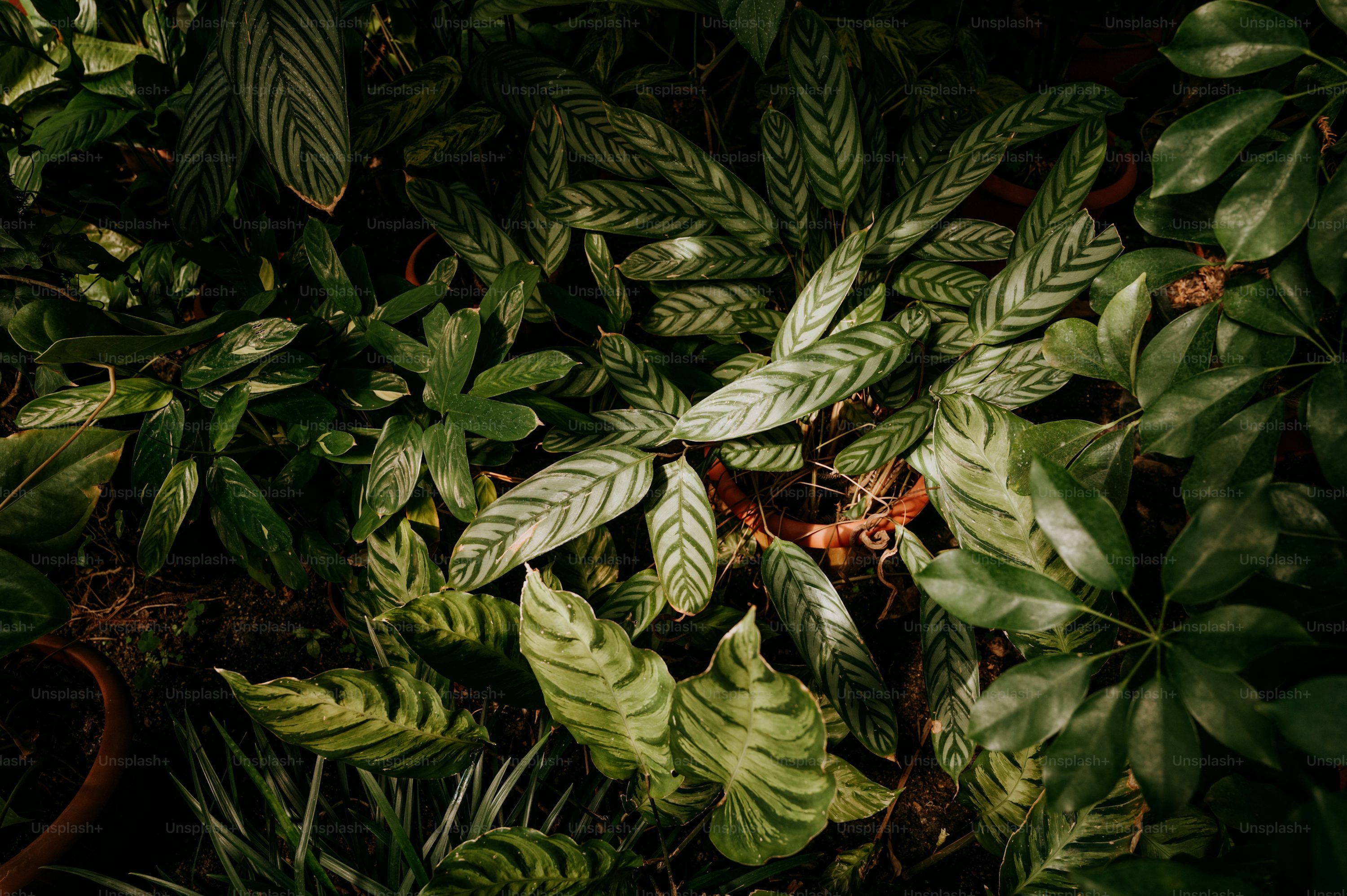 Plants 8K Wallpapers - Top Free Plants 8K Backgrounds - WallpaperAccess
