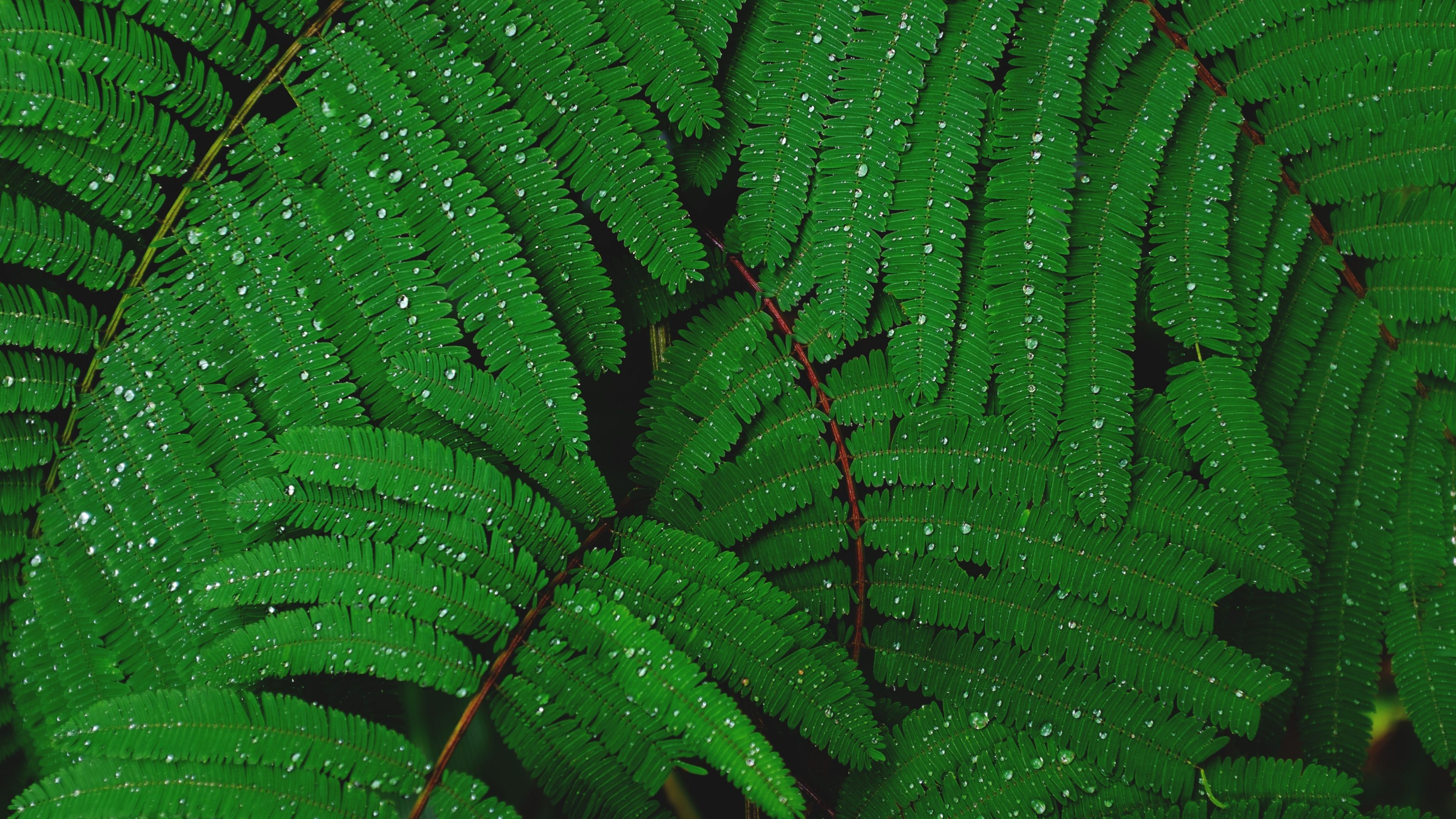 Plants 8K Wallpapers - Top Free Plants 8K Backgrounds - WallpaperAccess