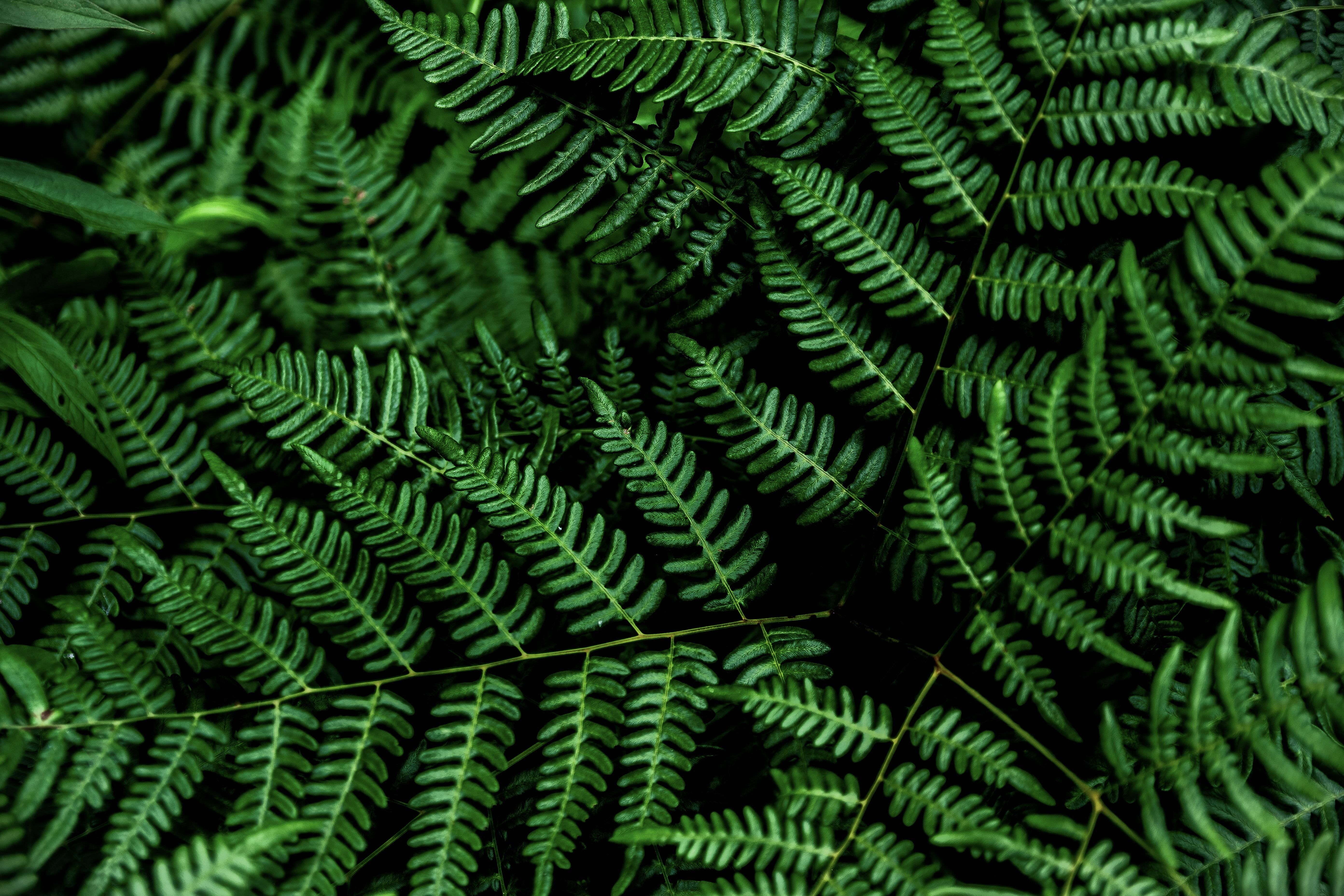Plants 8K Wallpapers - Top Free Plants 8K Backgrounds - WallpaperAccess