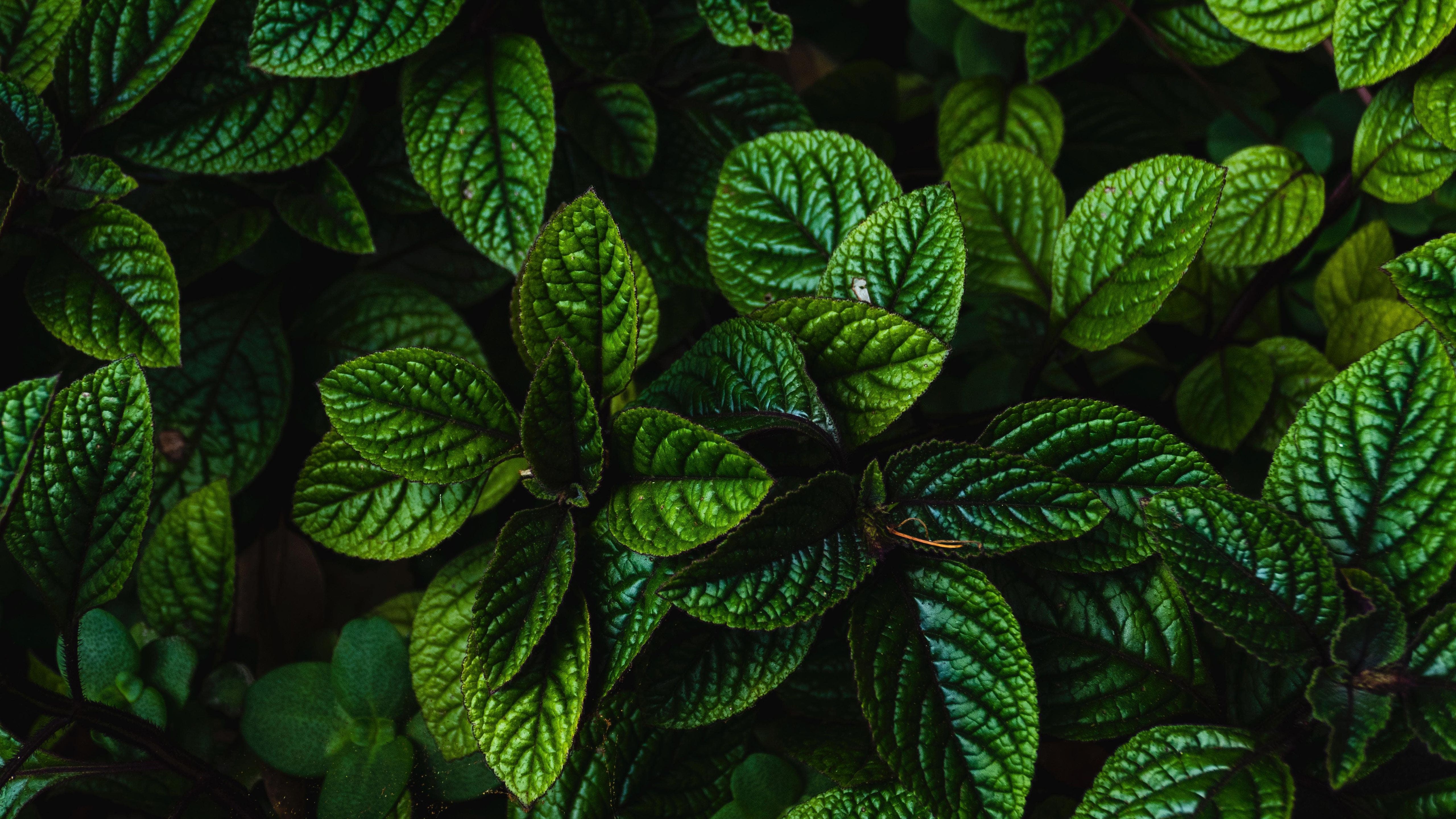 Plants 8K Wallpapers - Top Free Plants 8K Backgrounds - WallpaperAccess